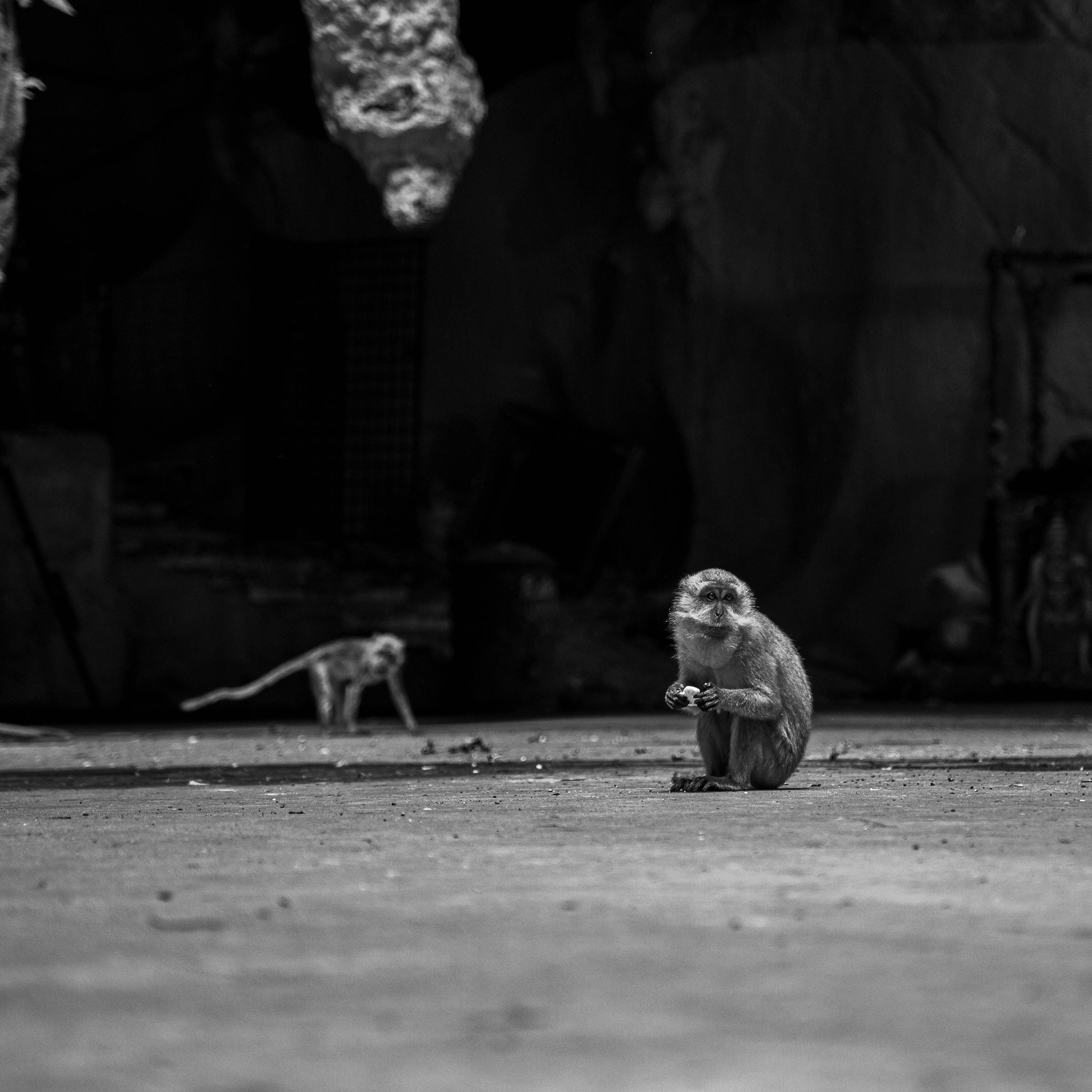 Quiet Contemplation in the Shadows