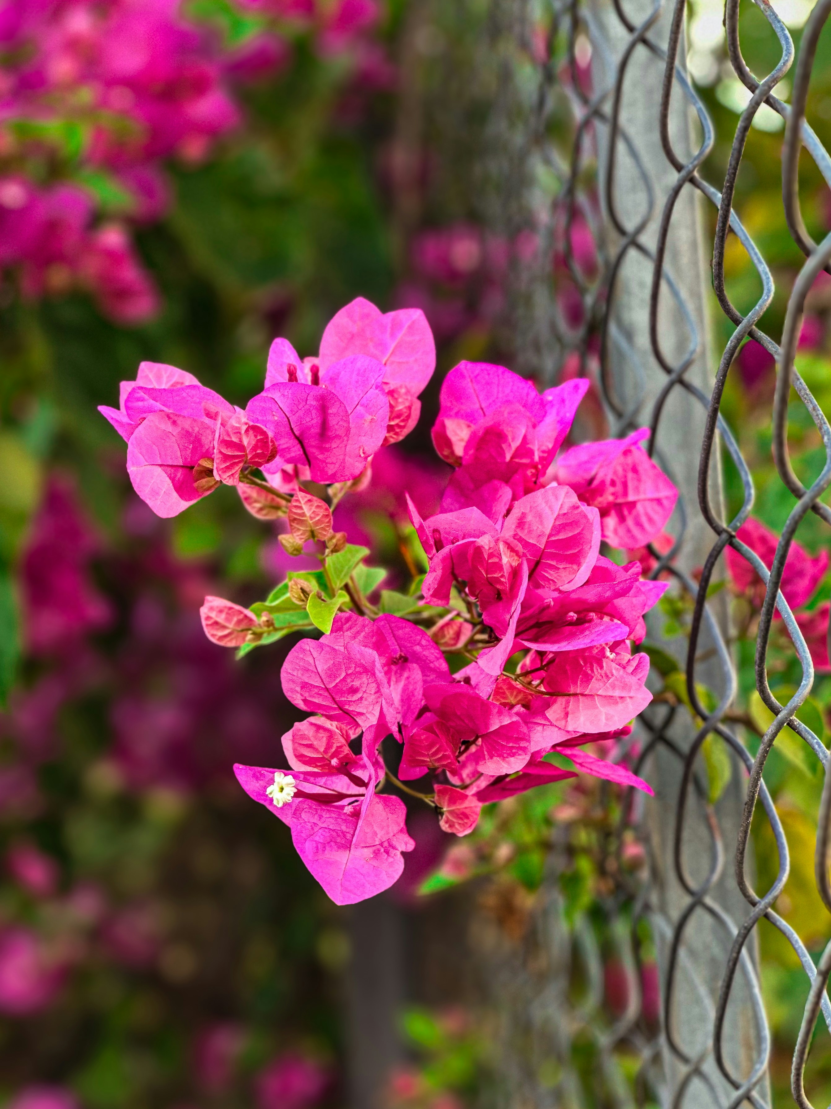 Bougainvillea at the Wire: A Pink Close-Up Against Chain-Link