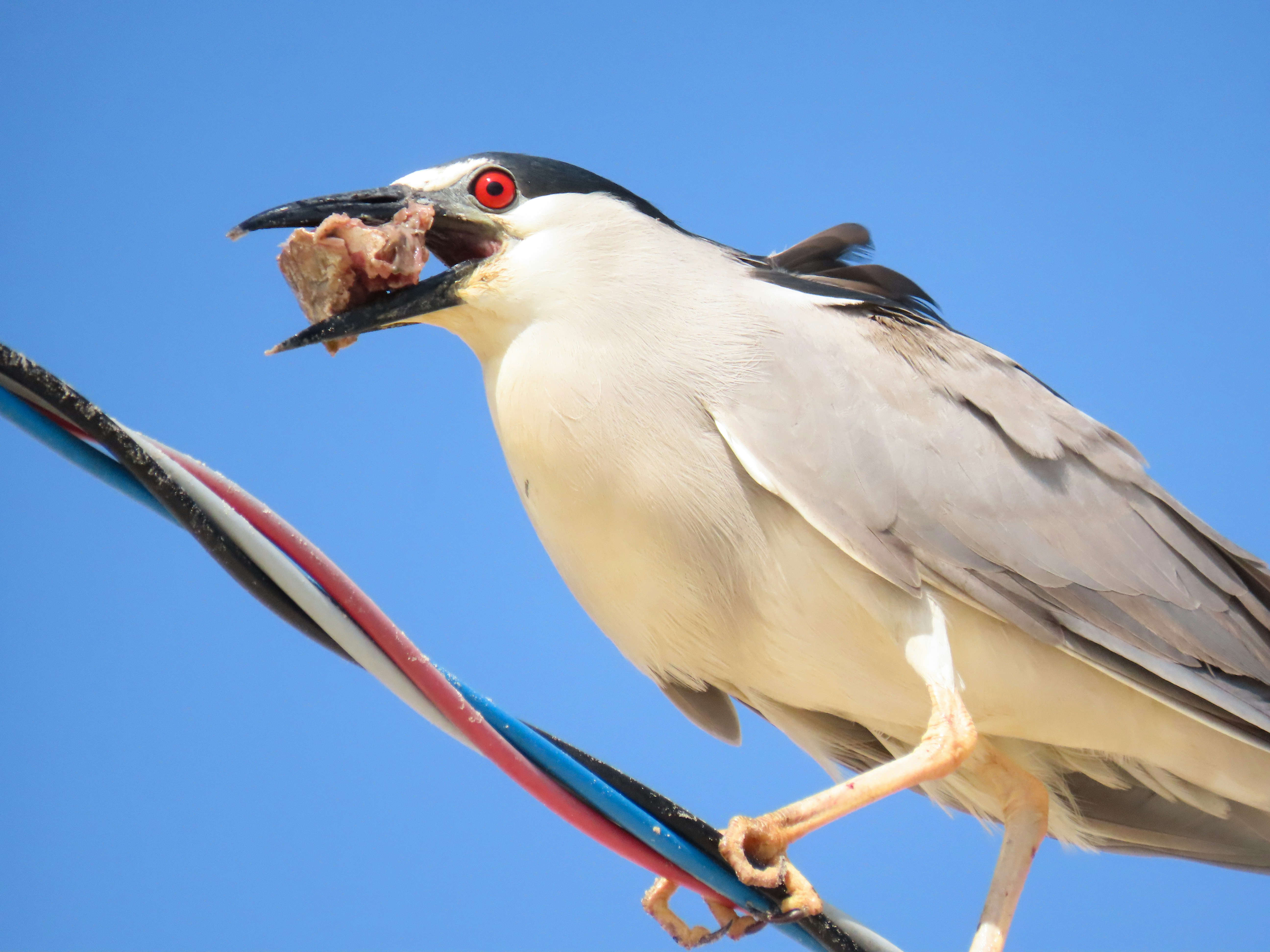 Crimson-Eyed Perch: Snack in Beak on a Wire Against a Pristine Blue Sky
