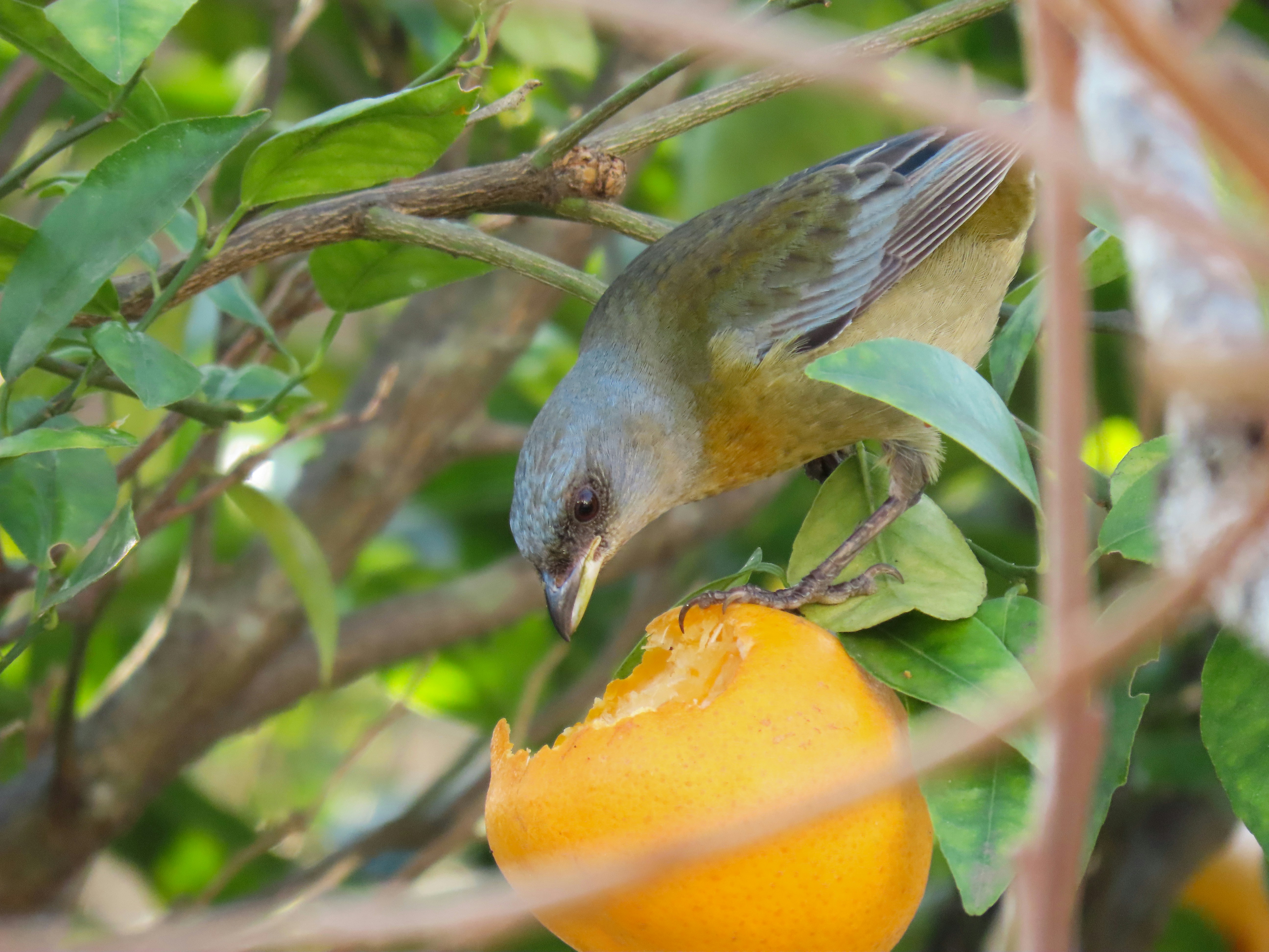 Sanhaçu-papa-laranja/Blue-and-yellow Tanager (Rauenia bonariensis)