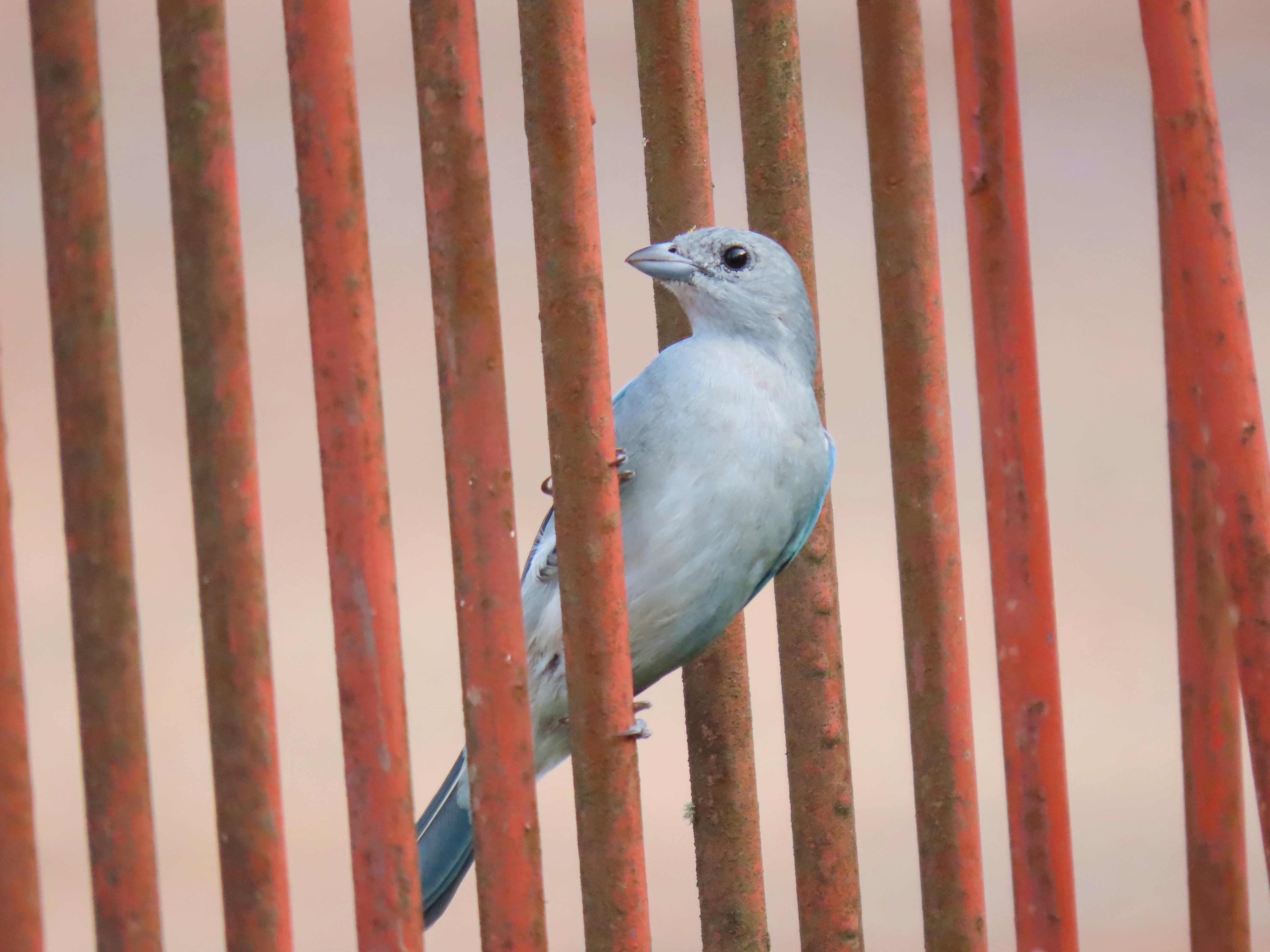 Azure Warbler Among Rusted Bars