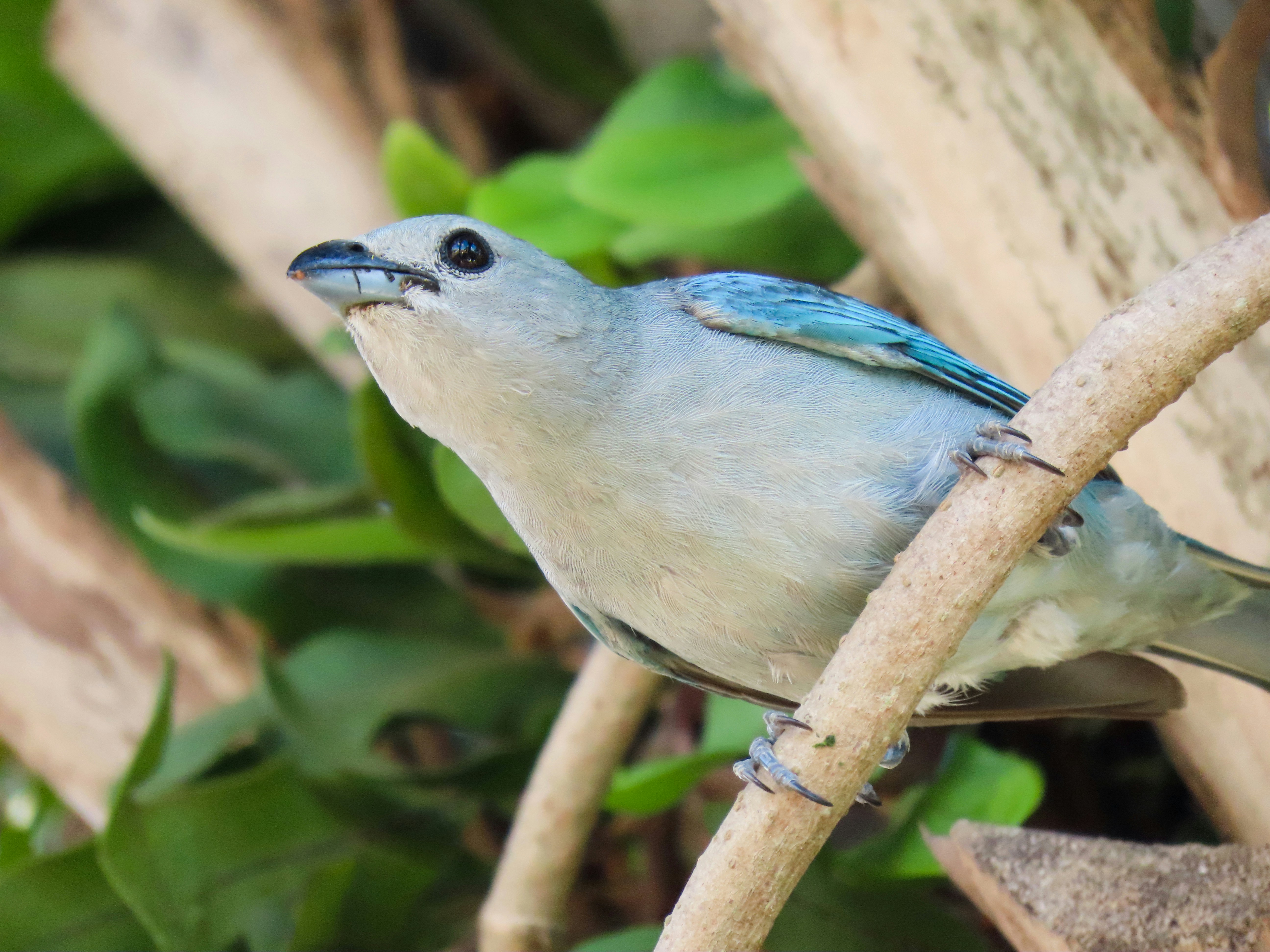 A small blue bird perched on a tree branch photo – Free Santa maria ...