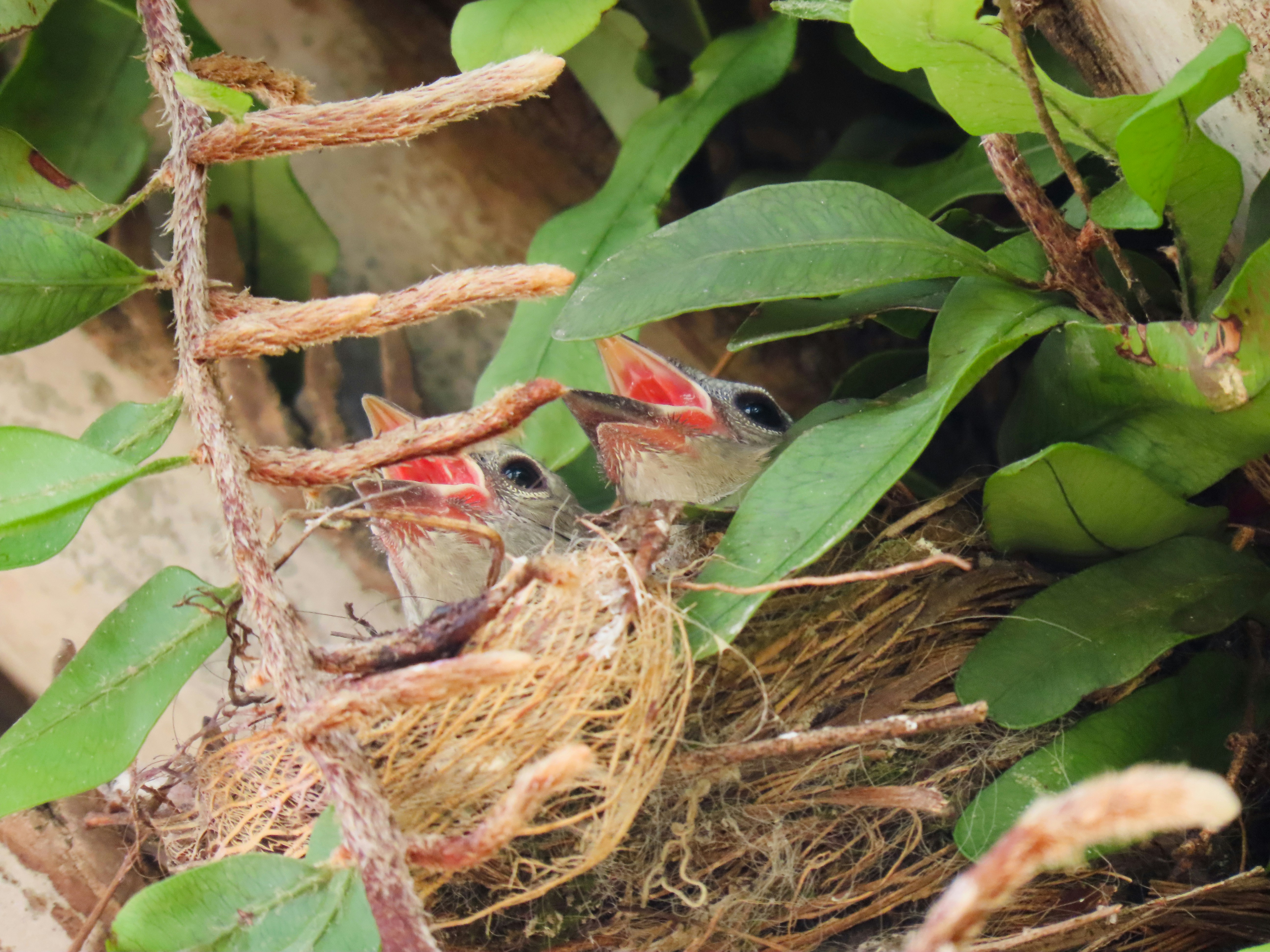 Two baby birds with open beaks nestled in a natural nest surrounded by vibrant green leaves.