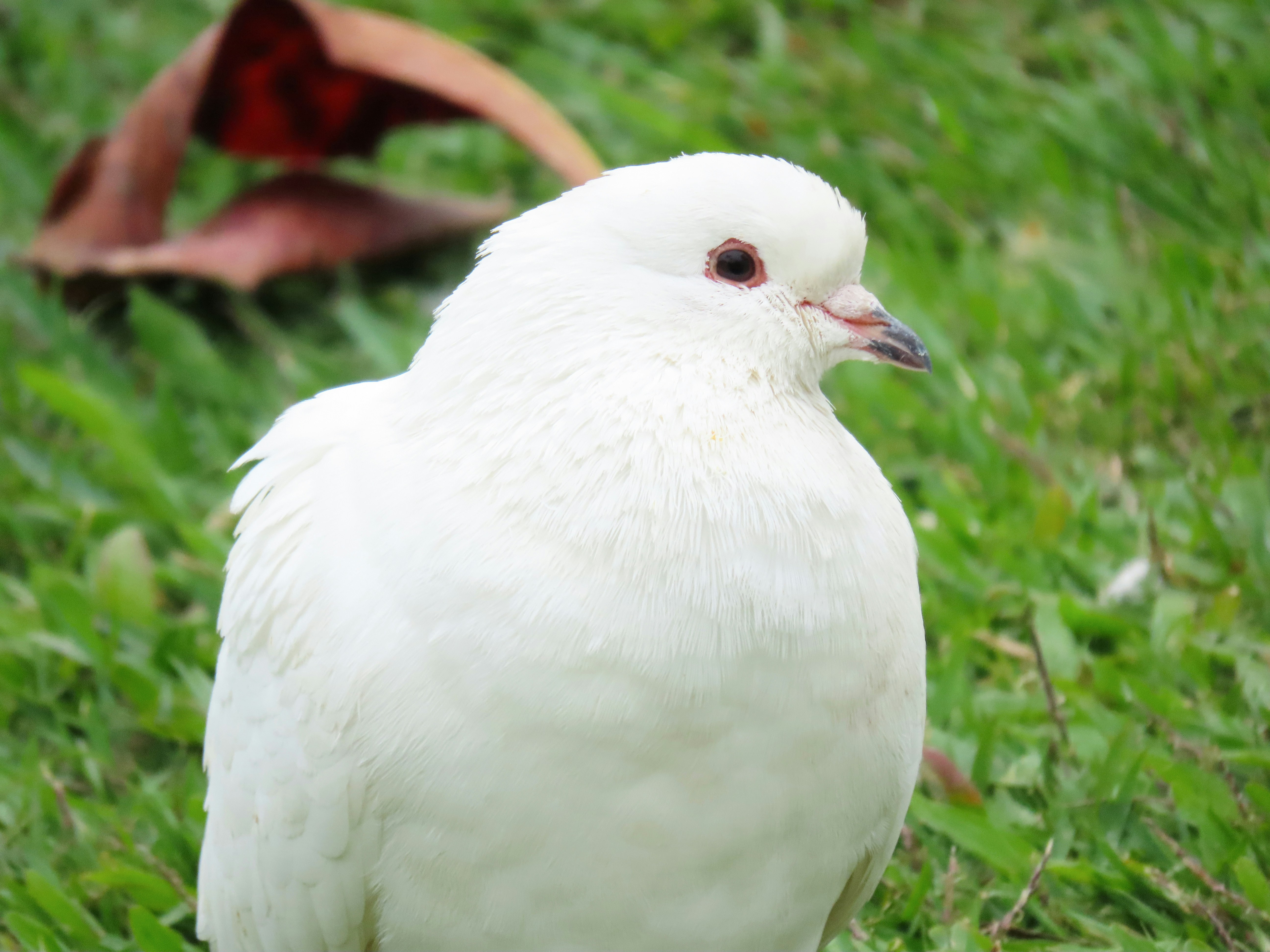 Pombo-doméstico/Rock Pigeon (Columba livia)