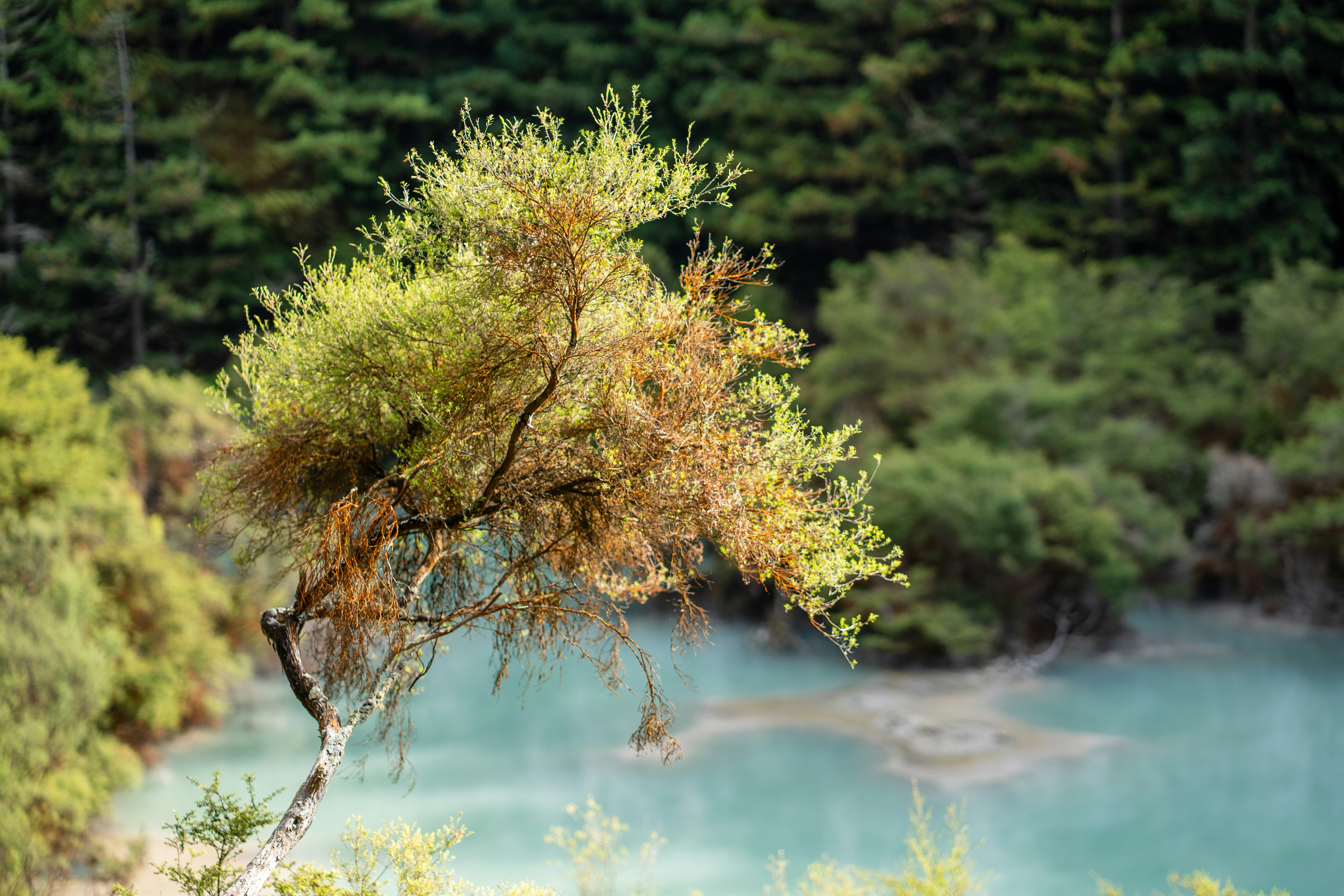 Lone tree overlooking a turquoise geothermal pool surrounded by lush forest.