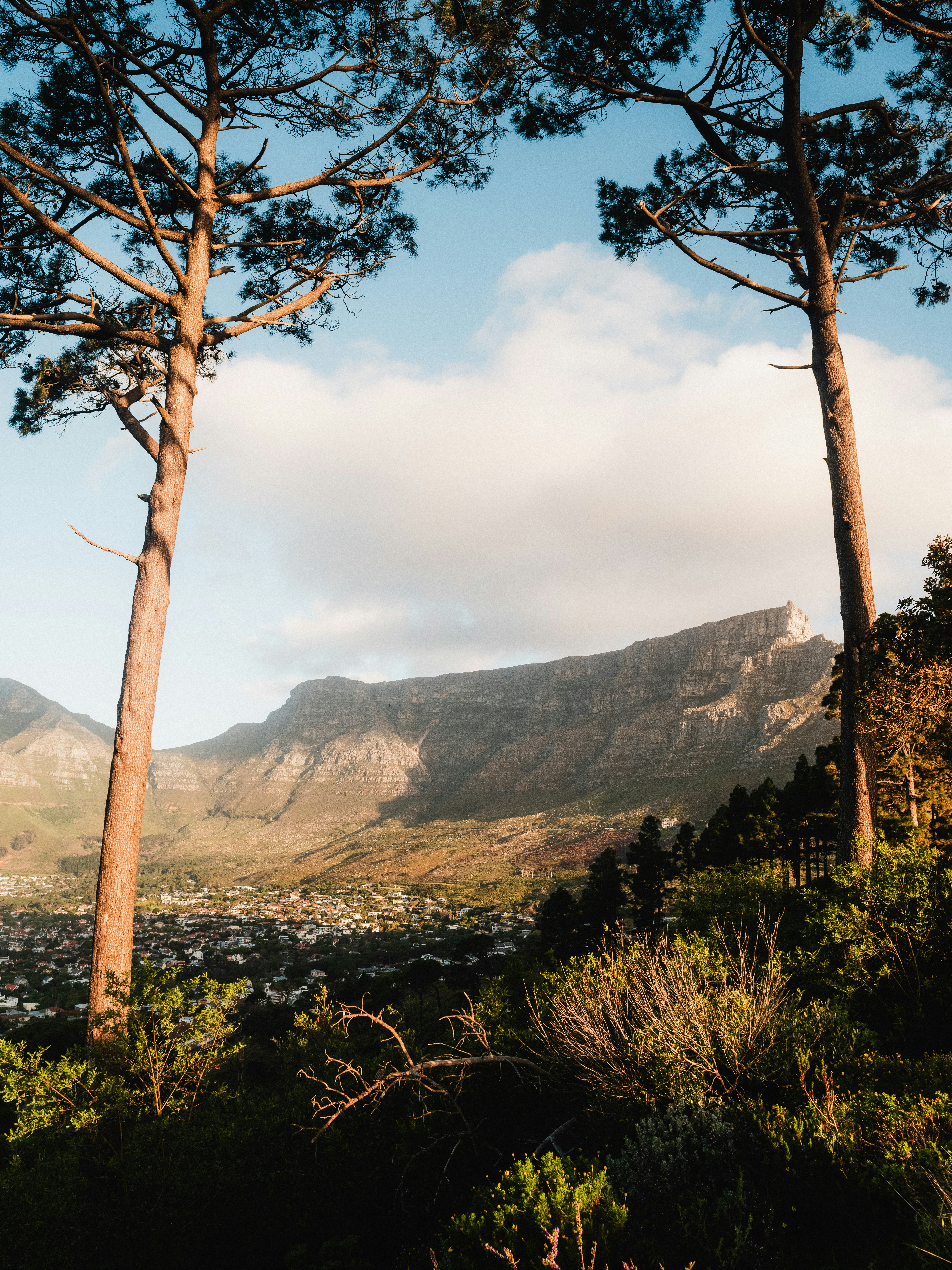 Summit Gaze: Mountain Crowned with Pine