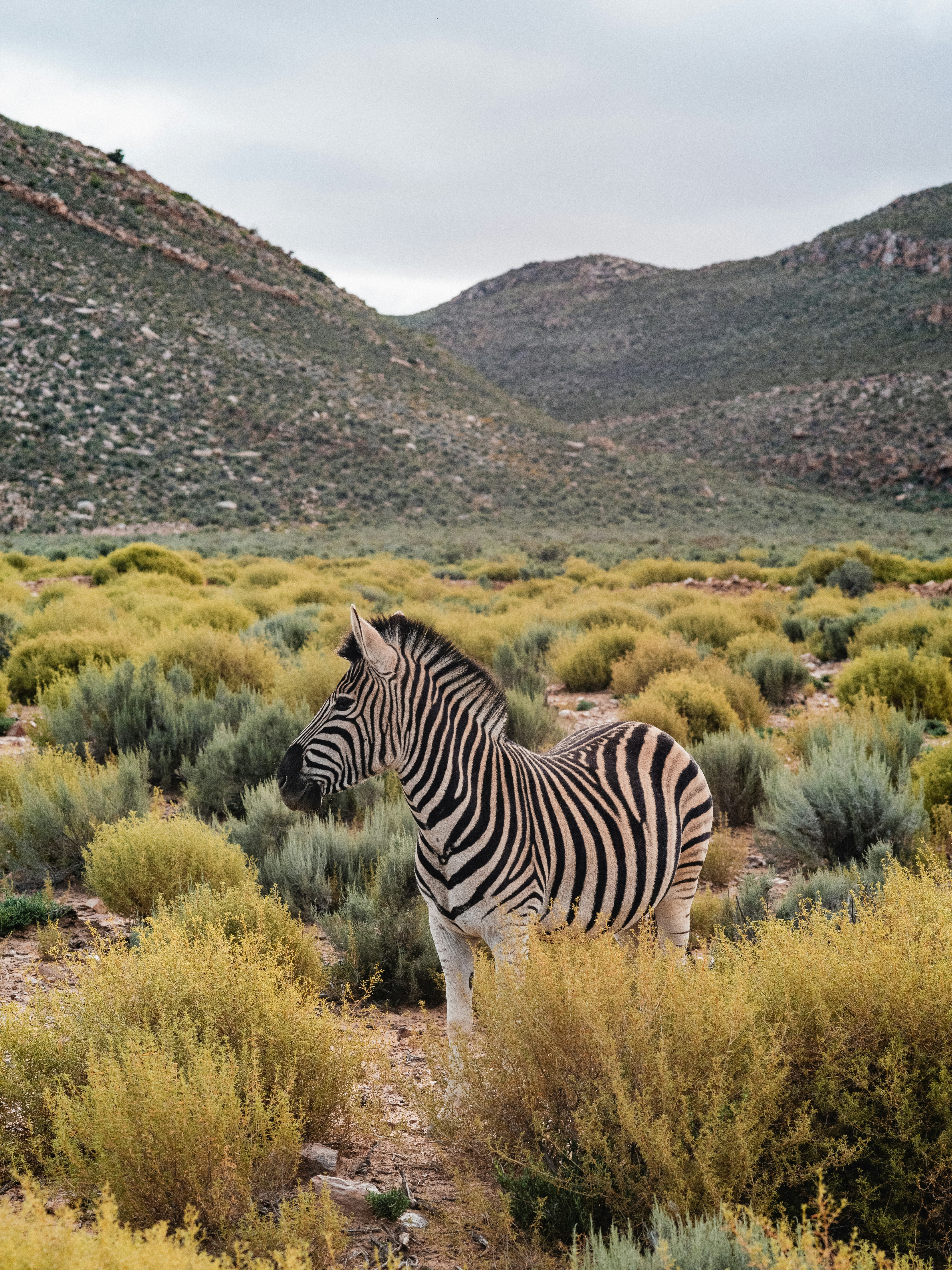 Zebra in a sunlit sagebrush valley beneath rugged hills