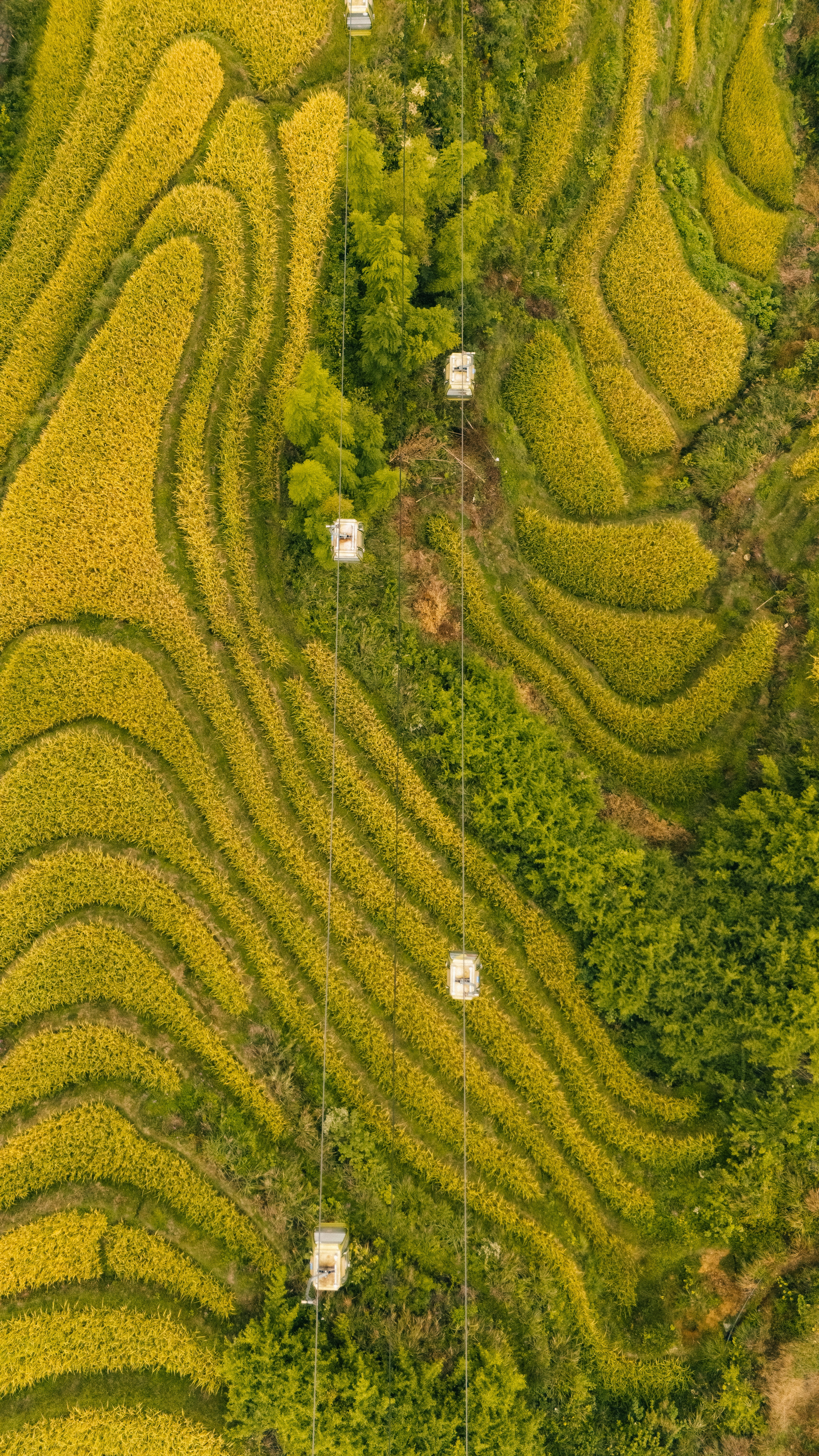 Golden Waves of the Harvest Hills
