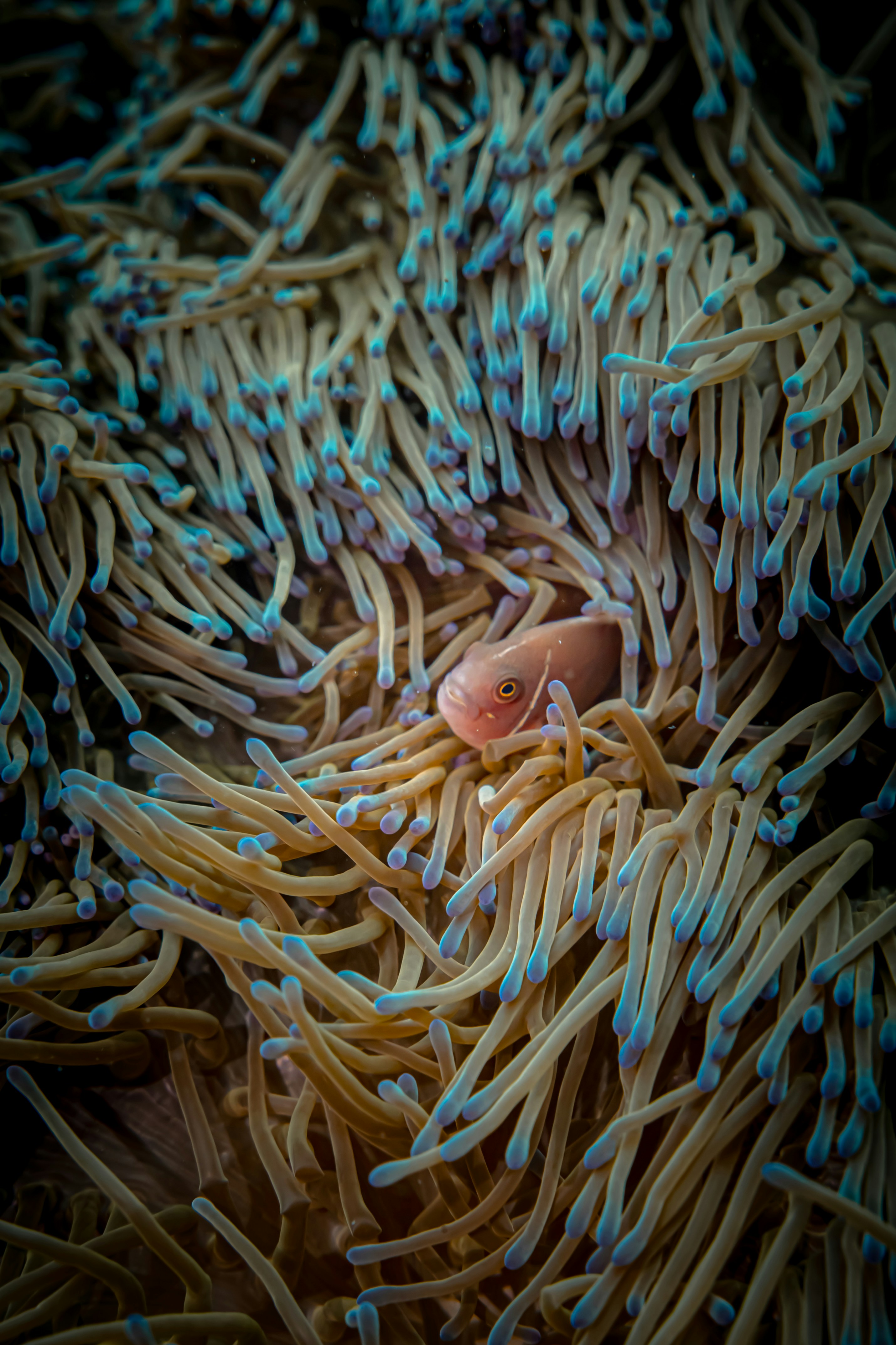 A small fish nestled among vibrant sea anemones, showcasing the intricate relationship between marine life and their environment.