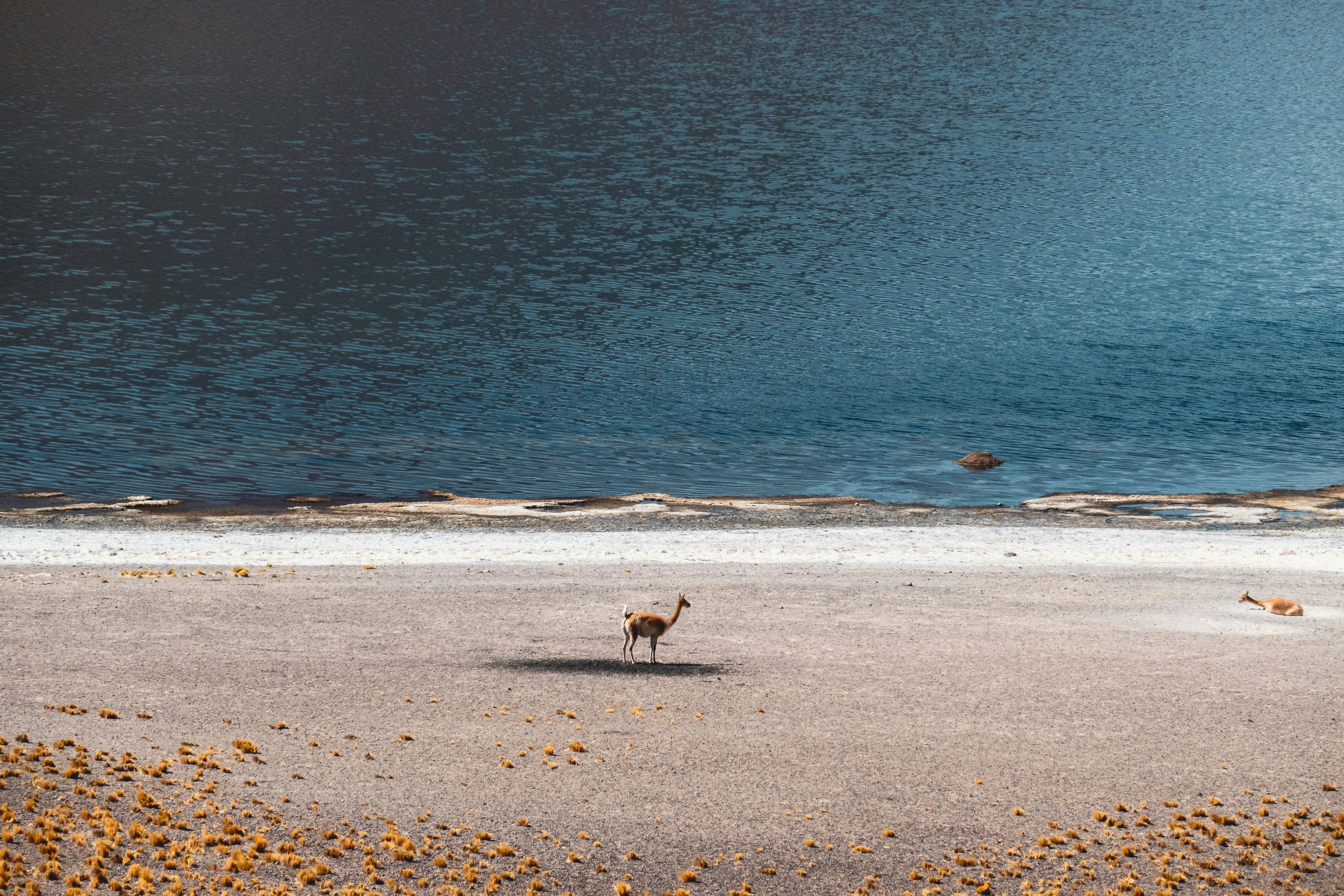 Deer standing on a sandy beach by a vast, calm lake under a clear sky.
