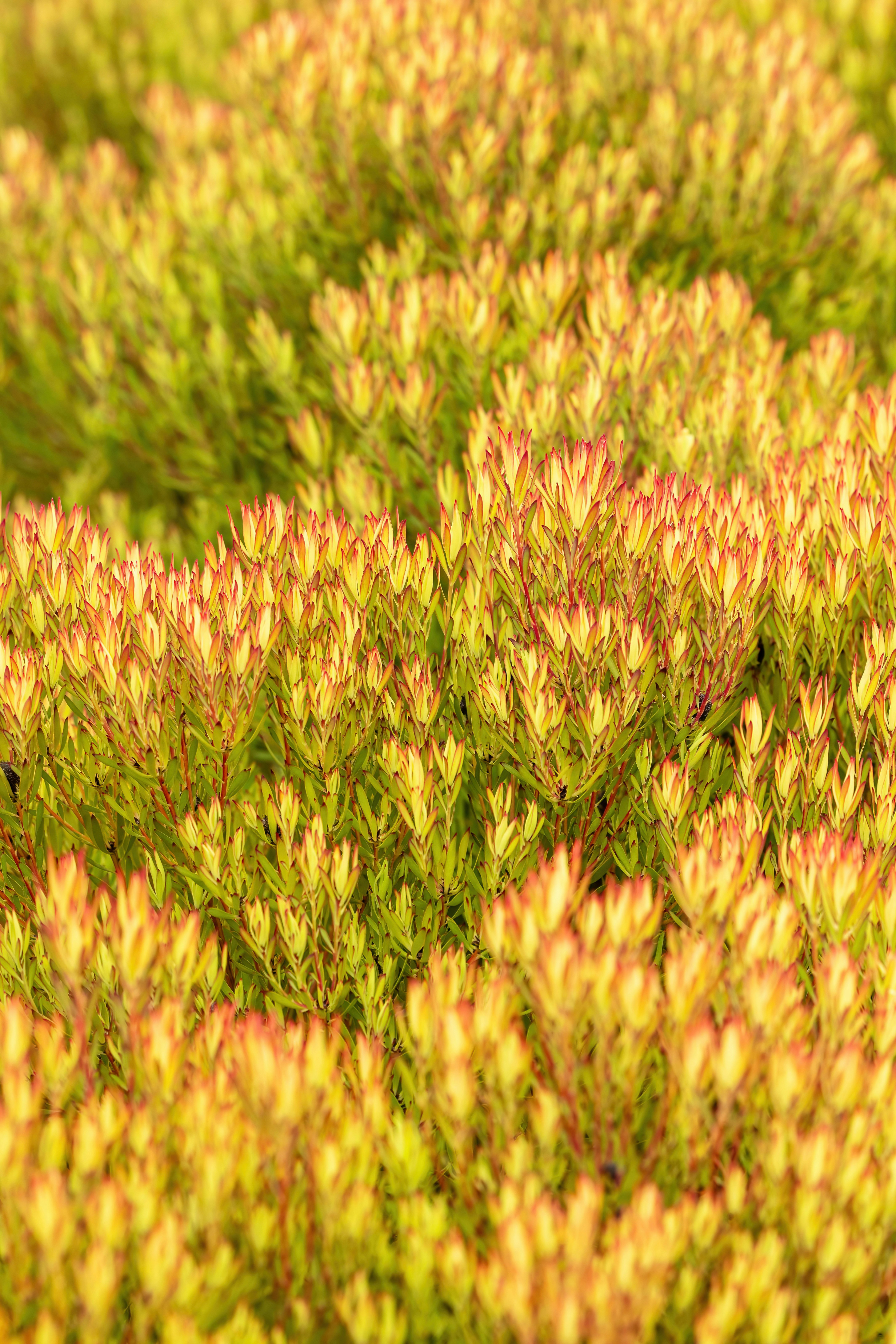 Foliage of a Leucadendron cultivar. St Helens, Tasmania.