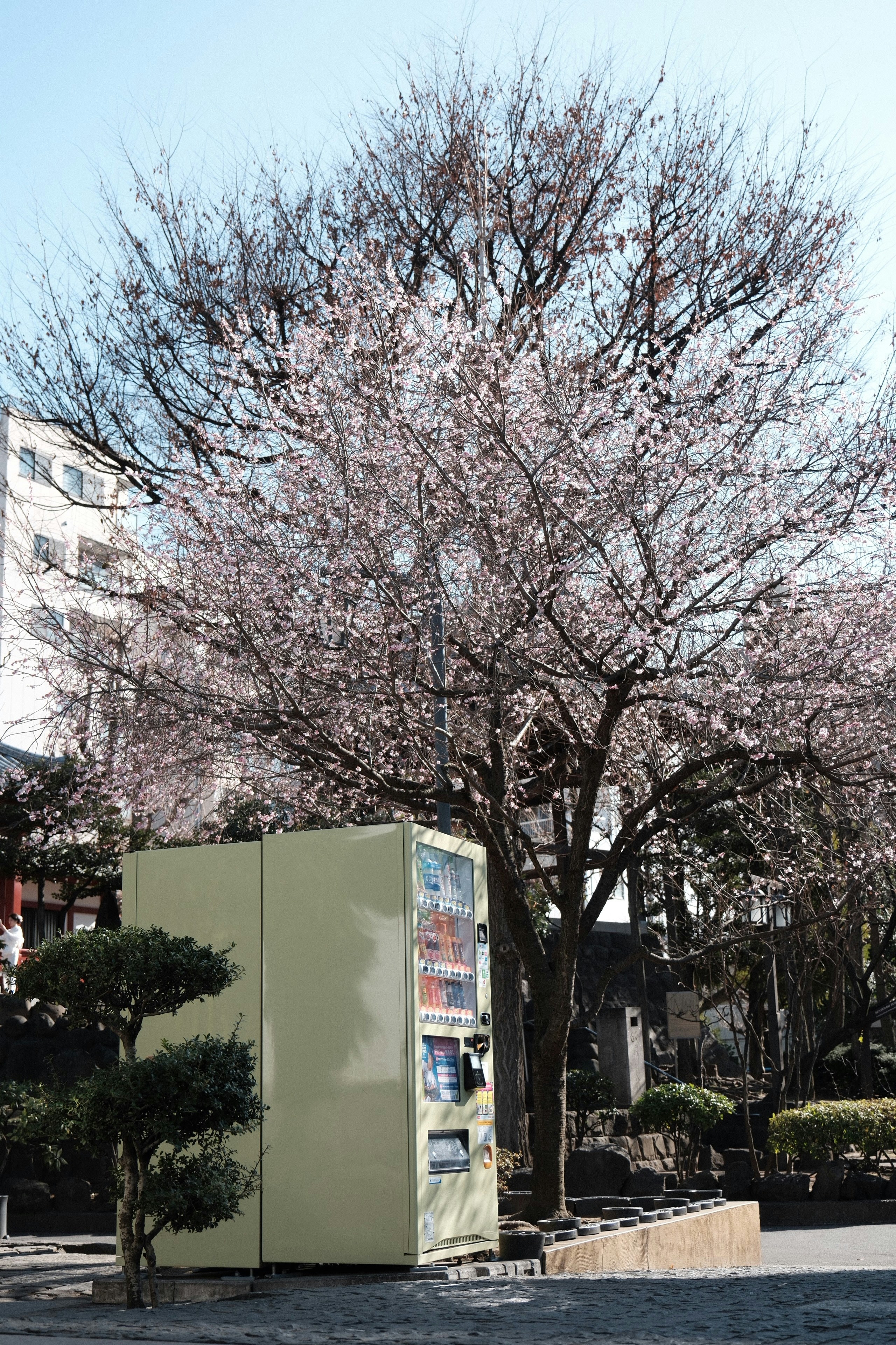 Spring Blossom Canopy Over a Mint Vending Machine in an Urban Courtyard