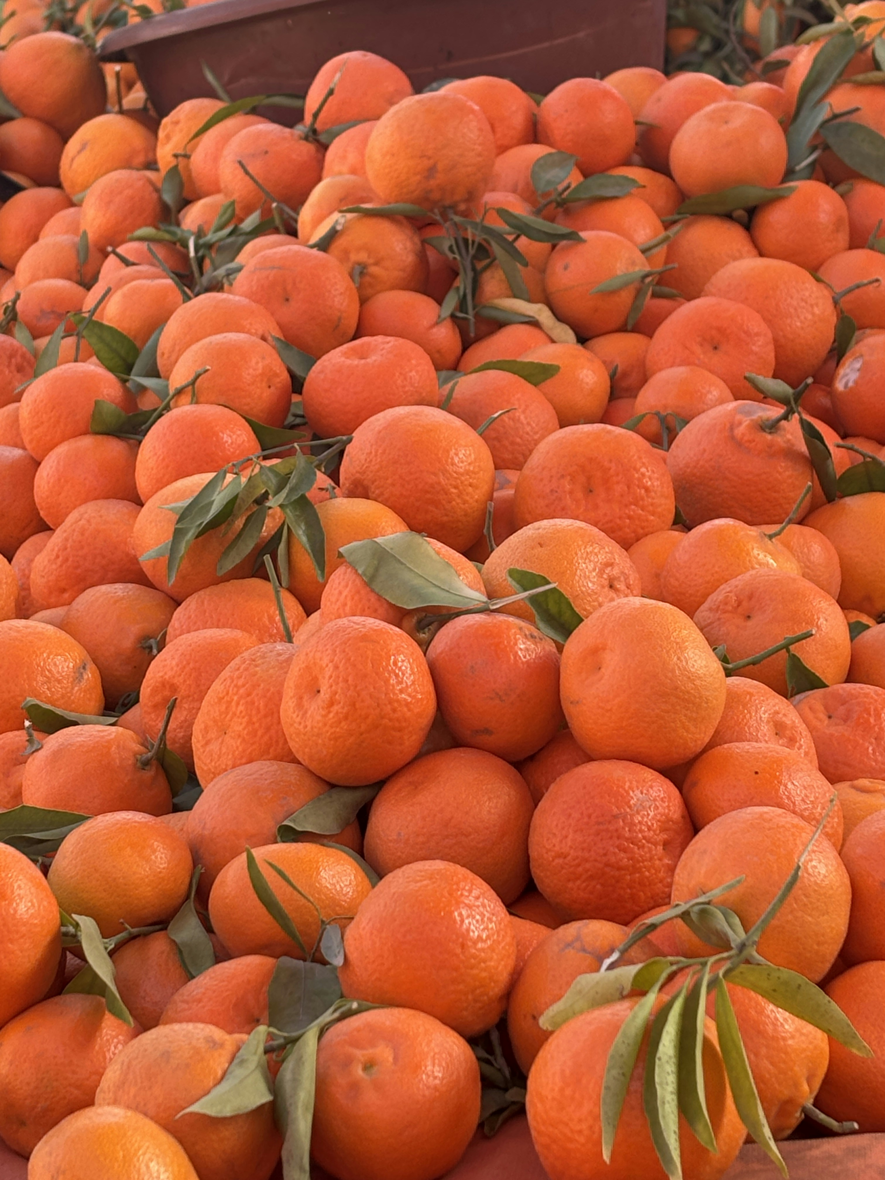 Mandarin Cascade: A Sunlit Heap of Oranges with Sprigs of Green