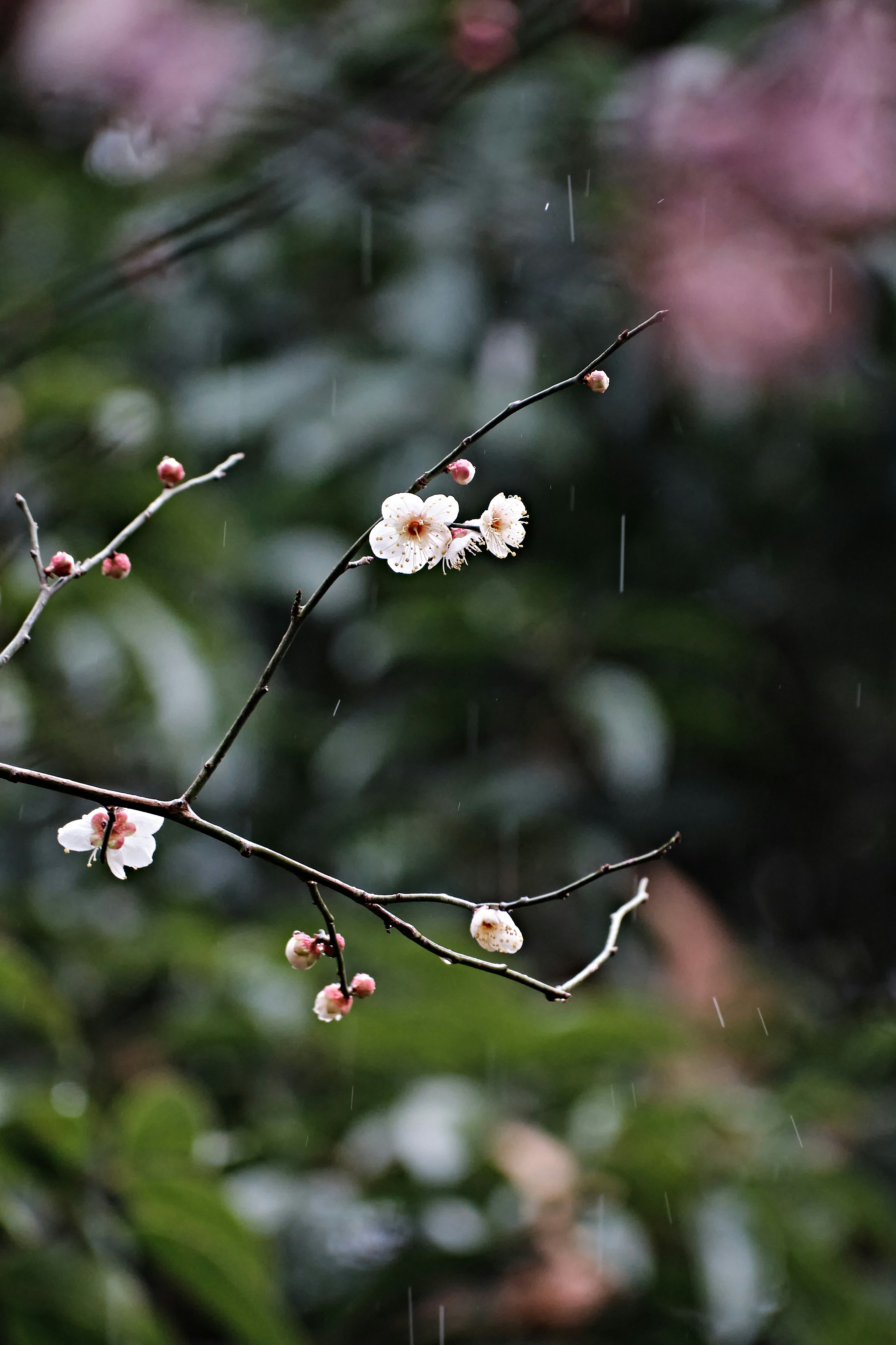 Rain-Kissed Plum Blossom on a Slender Branch in Soft Focus