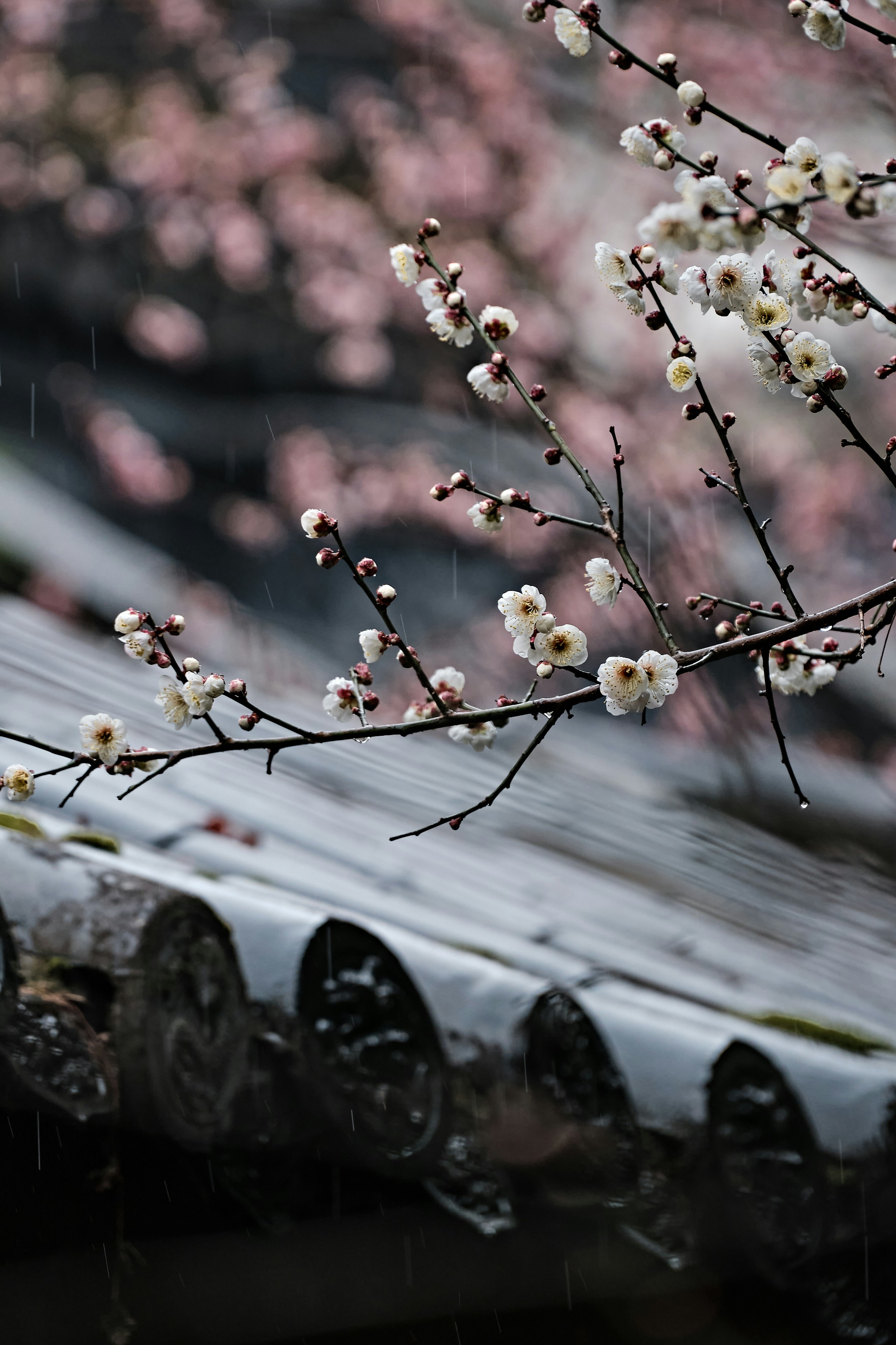 Blossoms Against the Rain-Kissed Roof