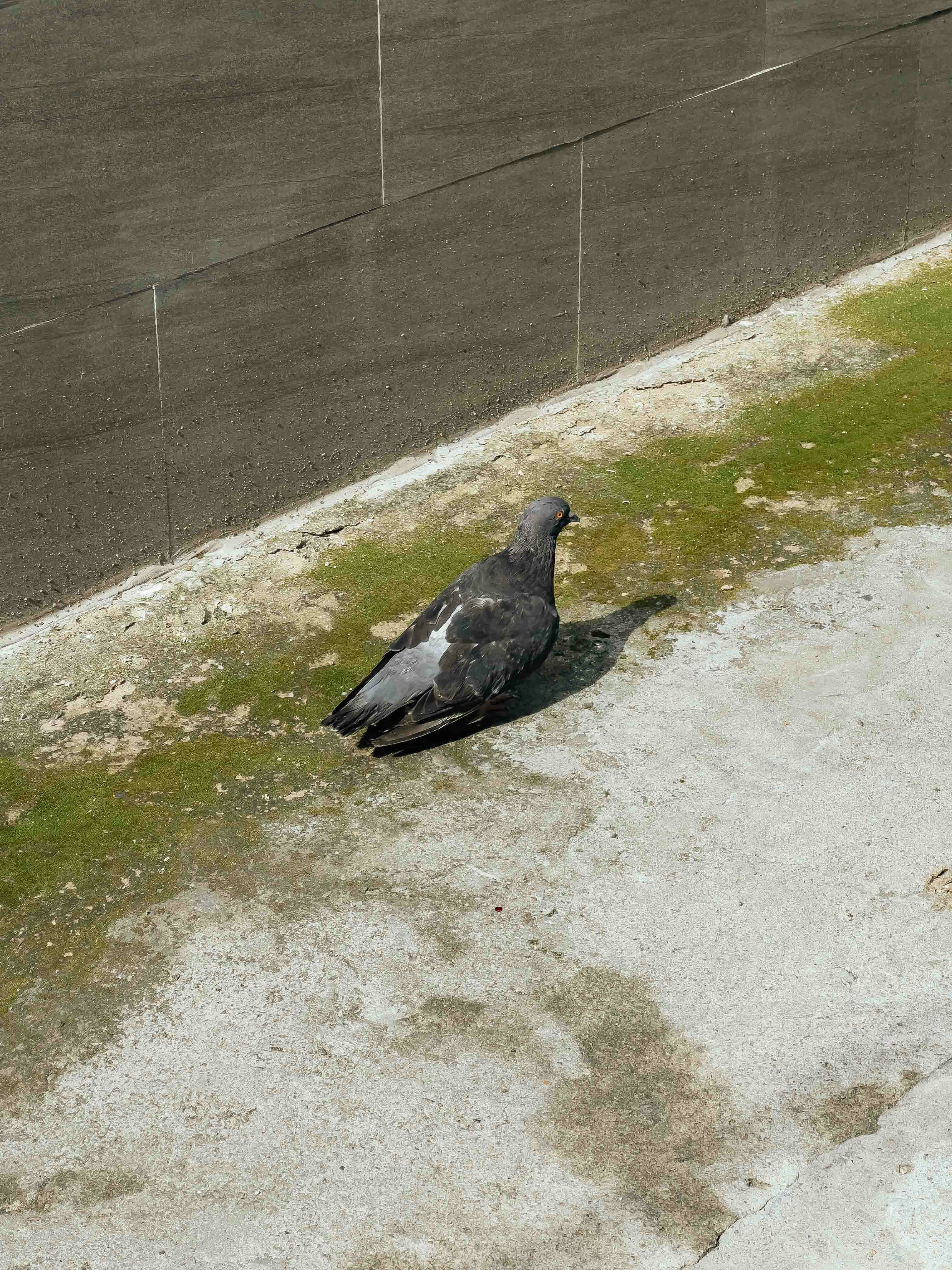 Urban Refuge: A solitary pigeon resting beside weathered concrete