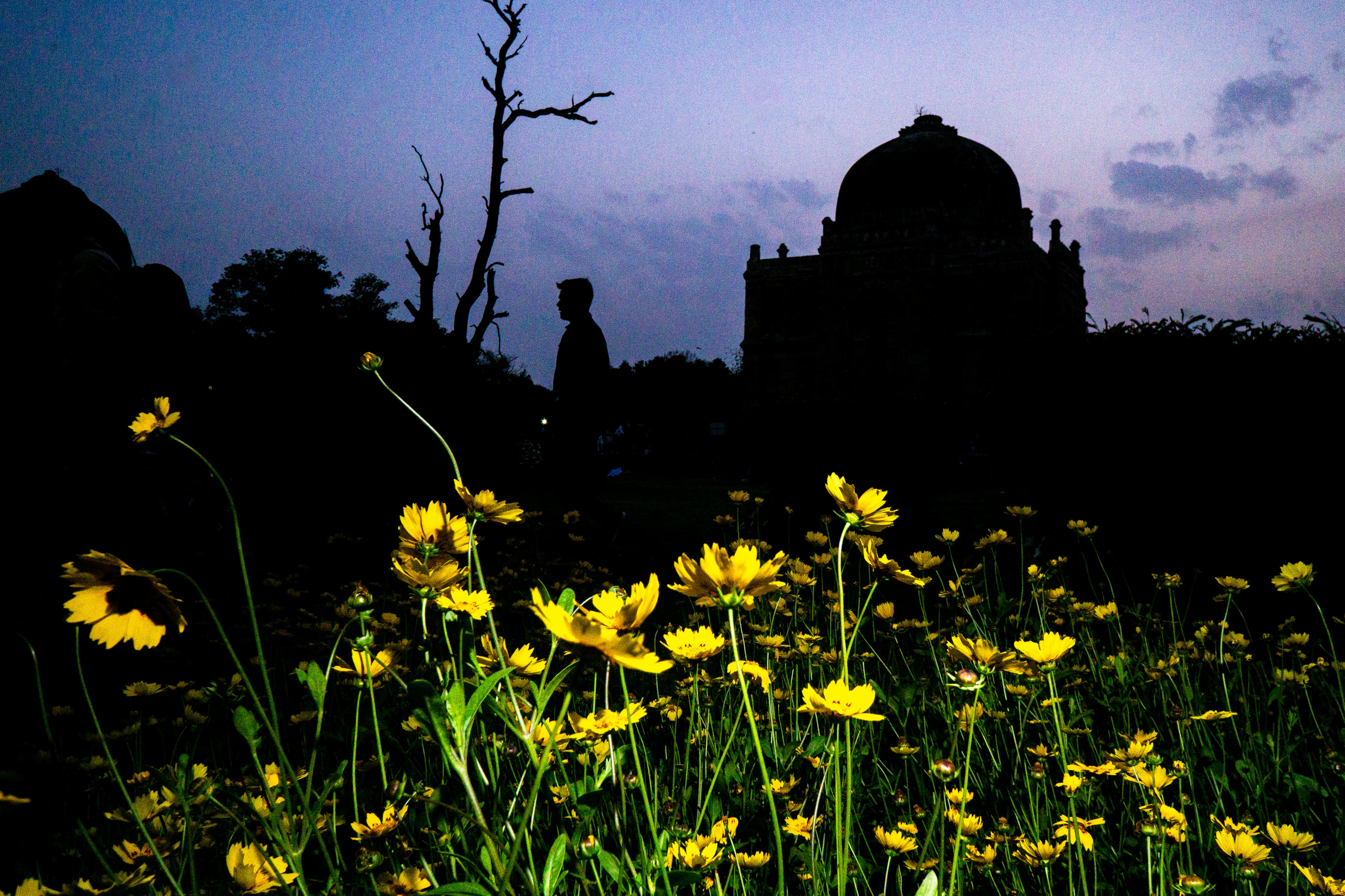 Twilight Blooms Against Historical Silhouettes