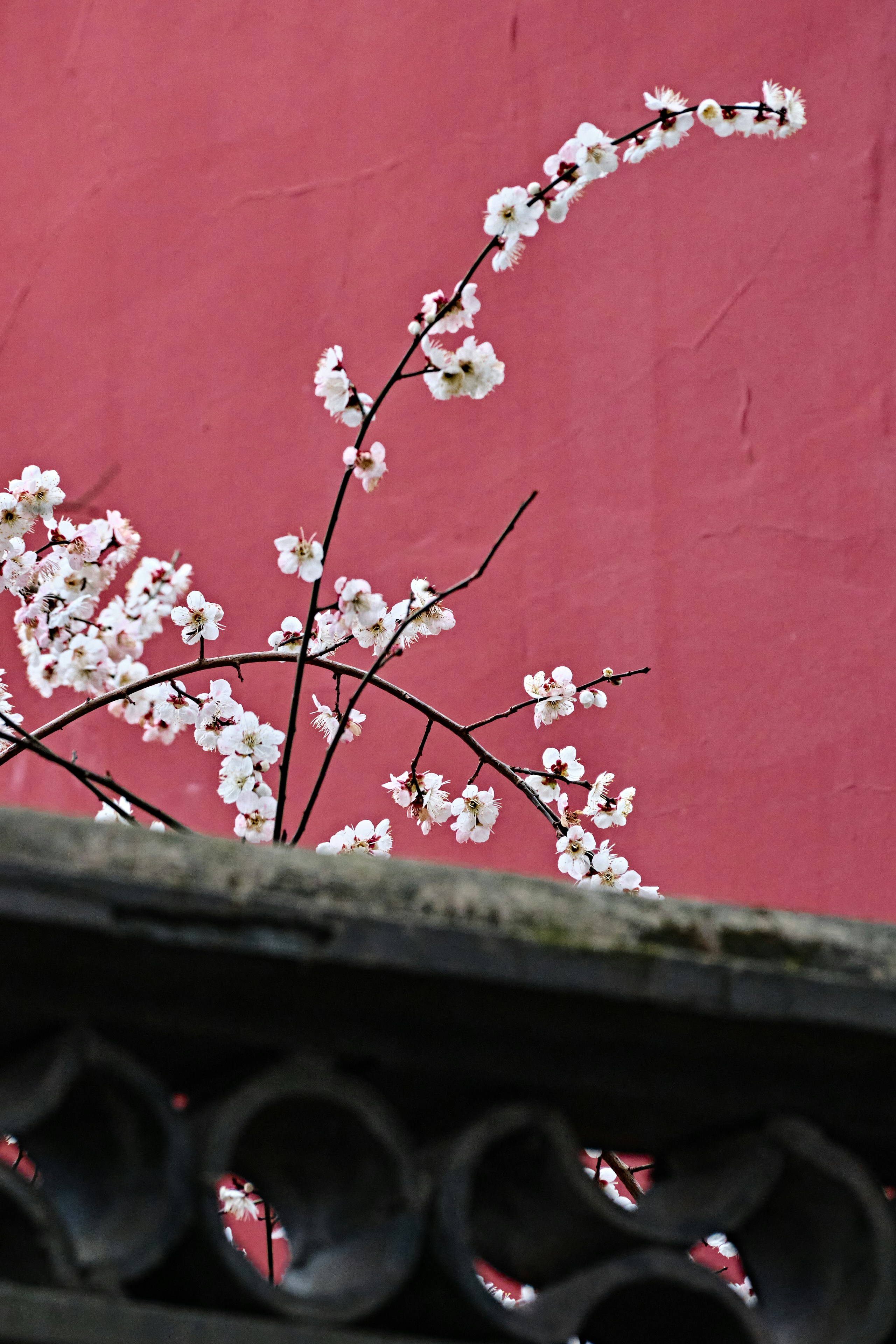 Close-up photograph of white blossoms on arching branches against a blush-pink wall, with a hint of dark tiled foreground.