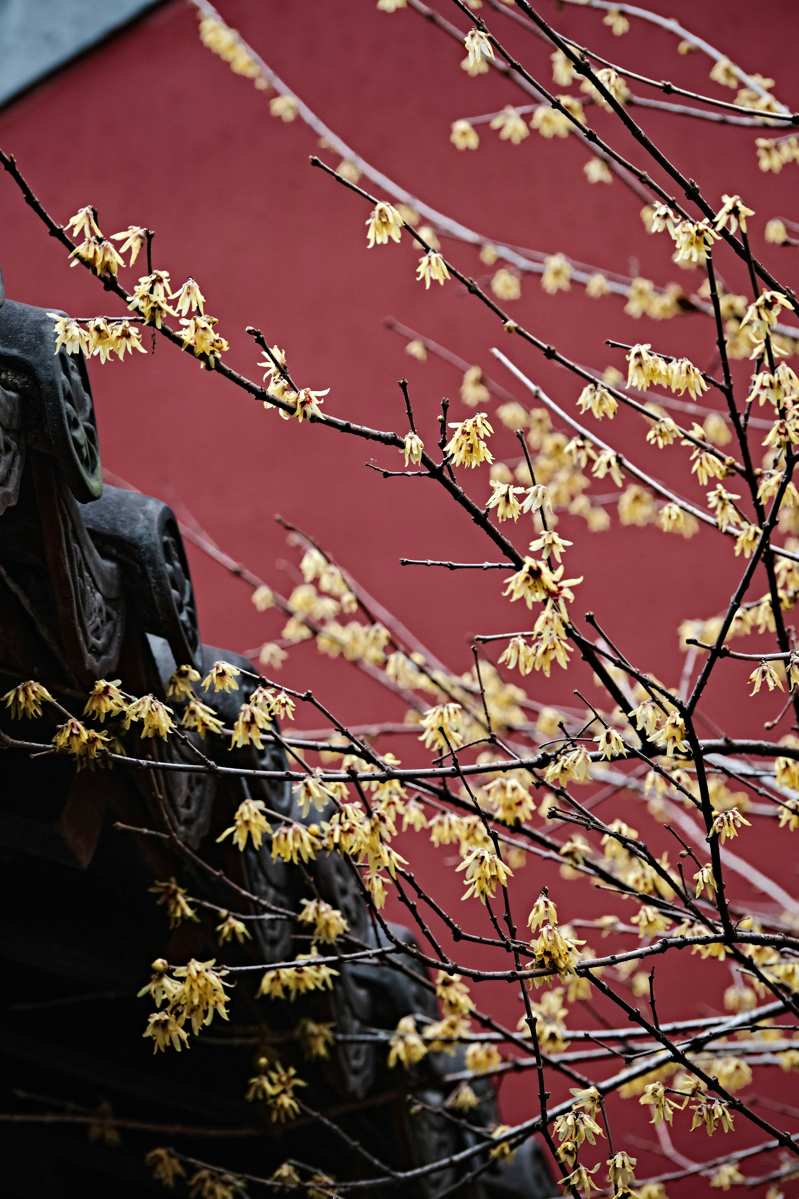 Golden Whispers on a Crimson Backdrop