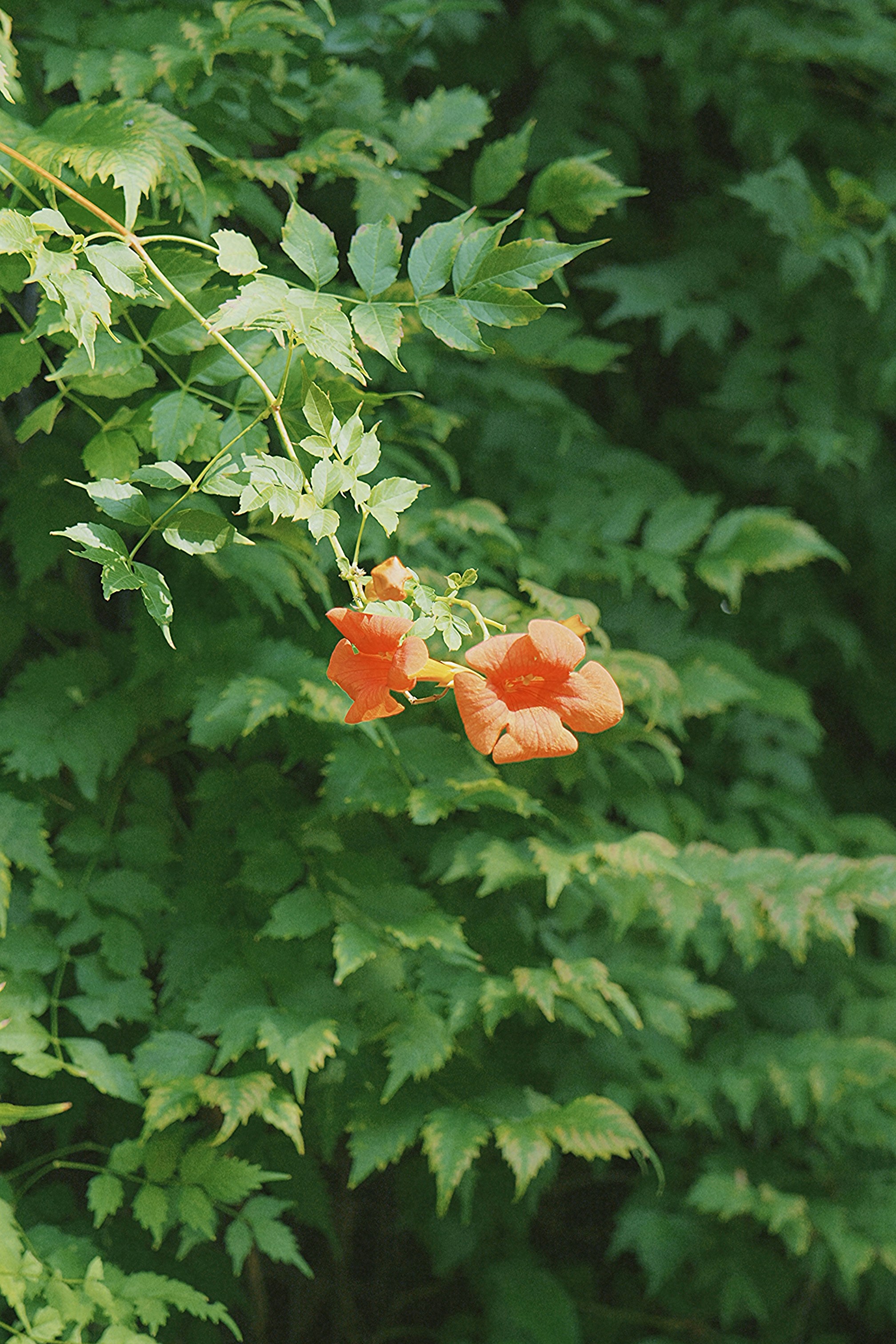 Orange trumpet blossoms cling to a slender stem against a dense backdrop of serrated green leaves.