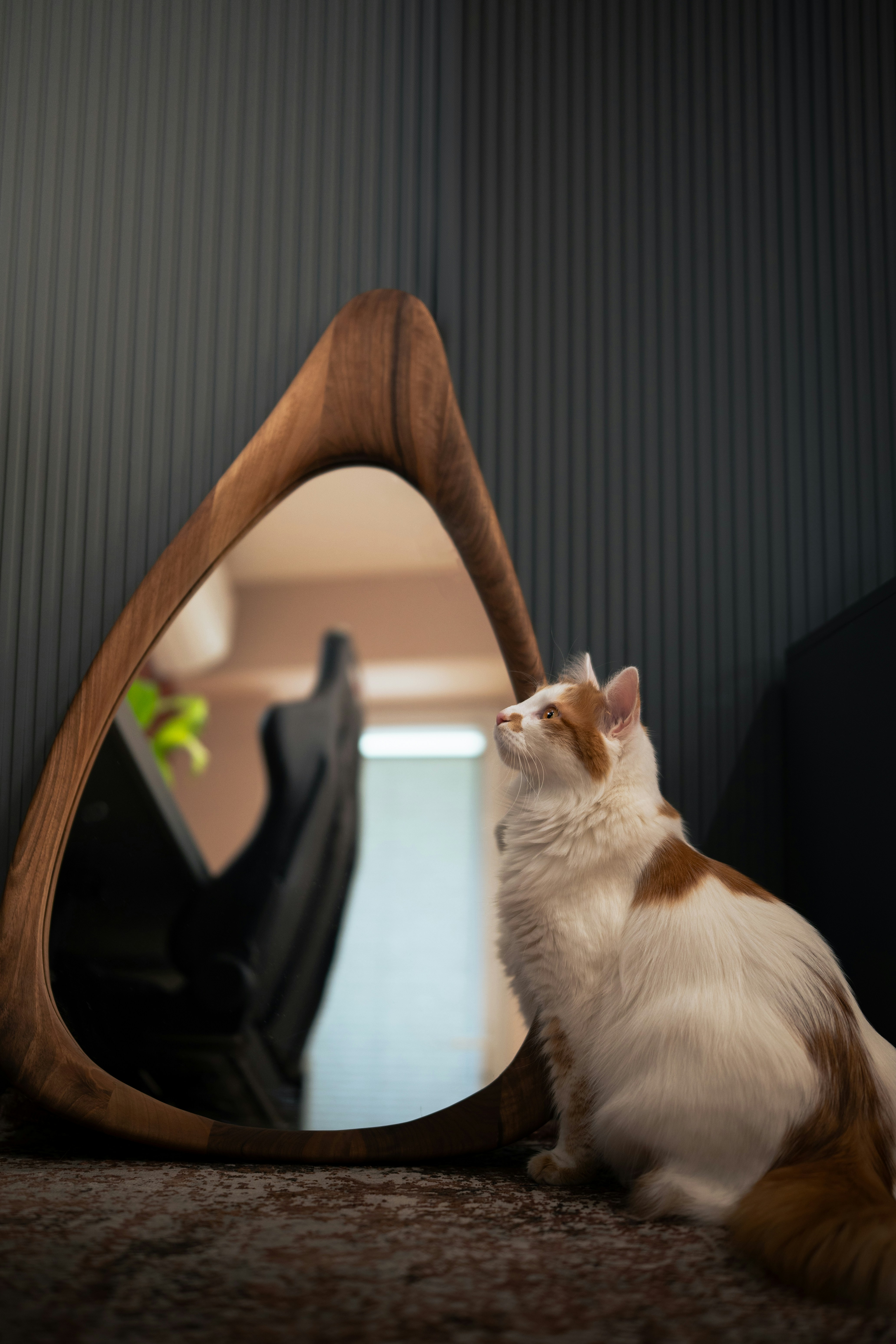 Cat in front of the mirror