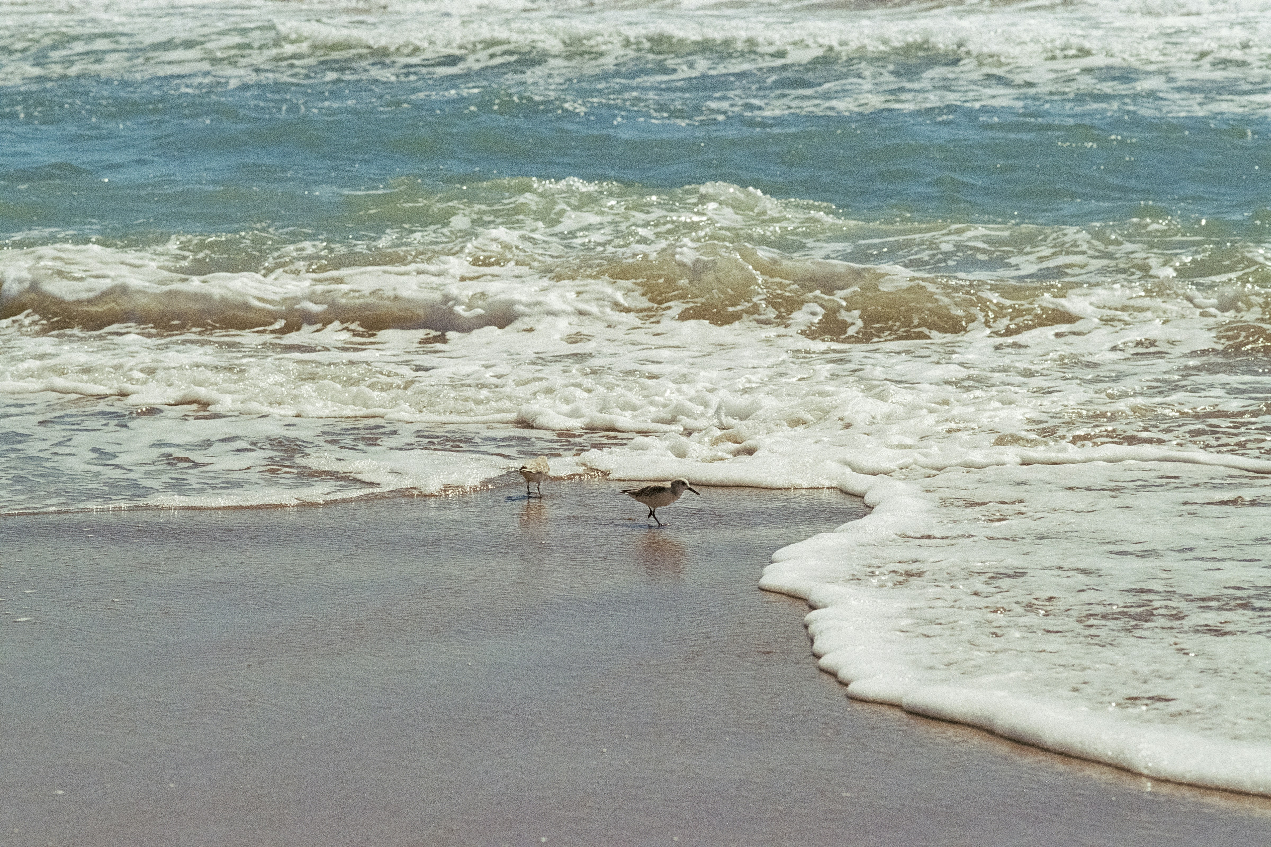 Two small shorebirds walking along the edge of foamy waves on a sandy beach.