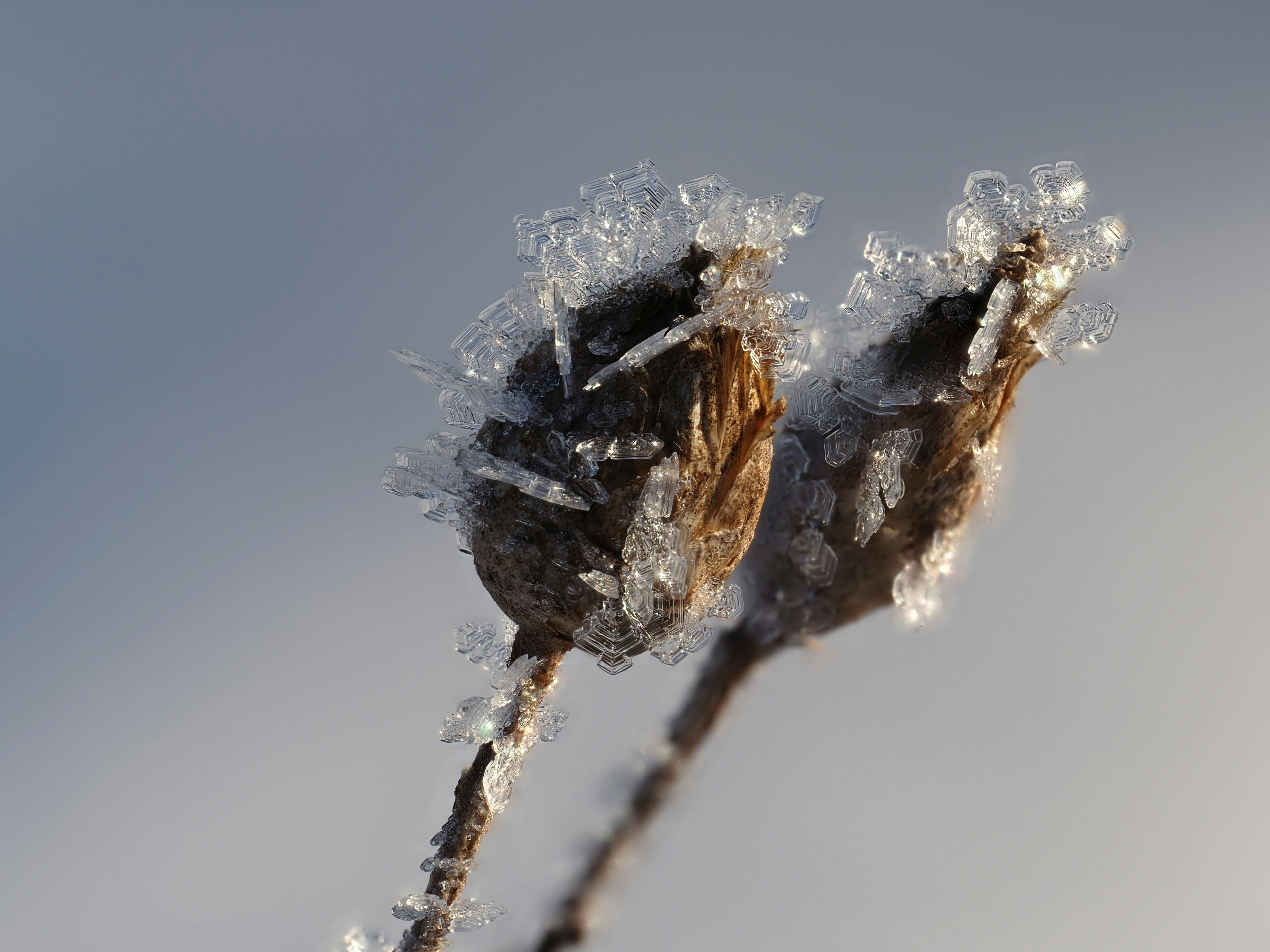 frost on dry plants