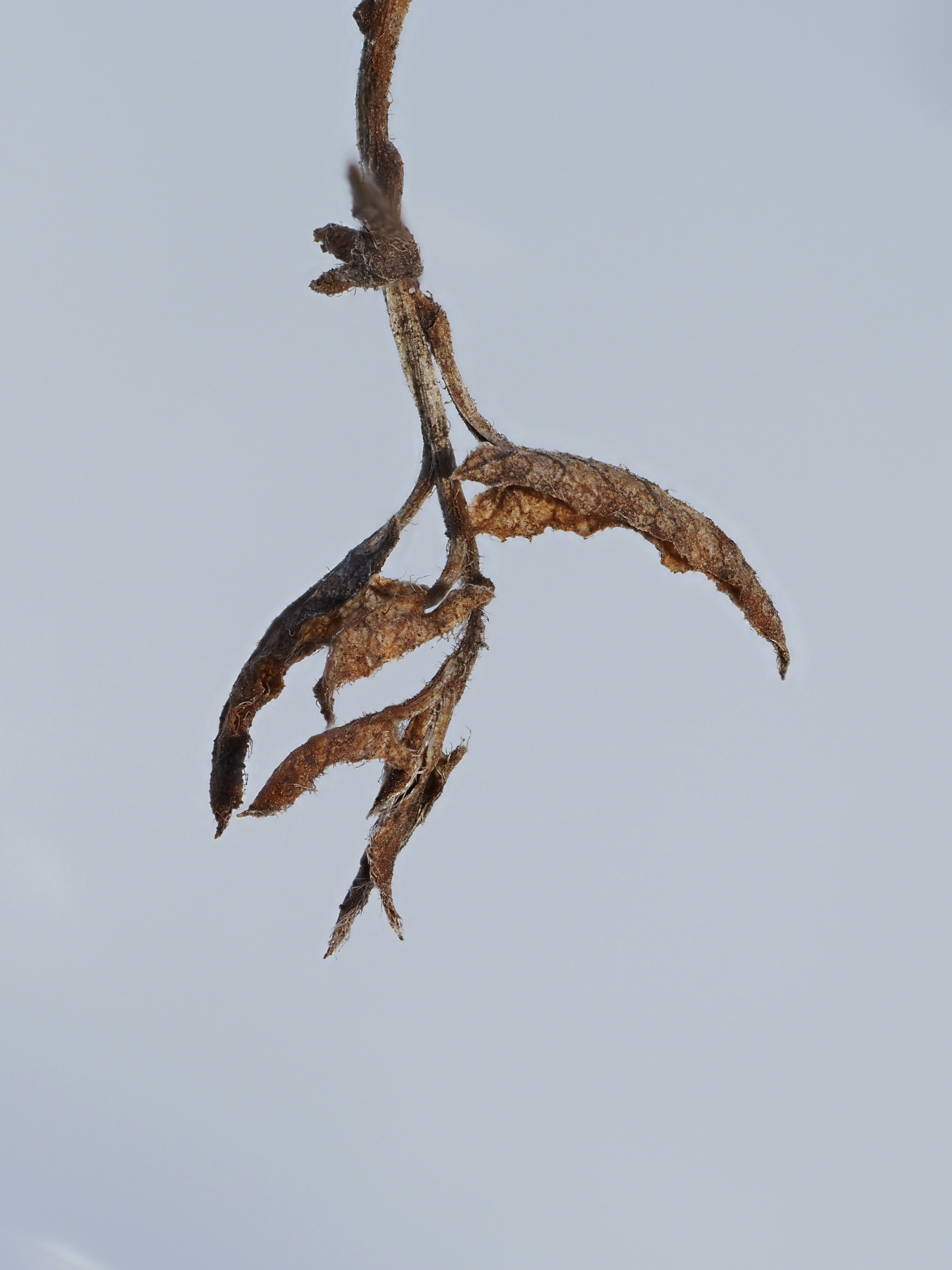 Sample photo from Olympus OM-D E-M1 Mark III