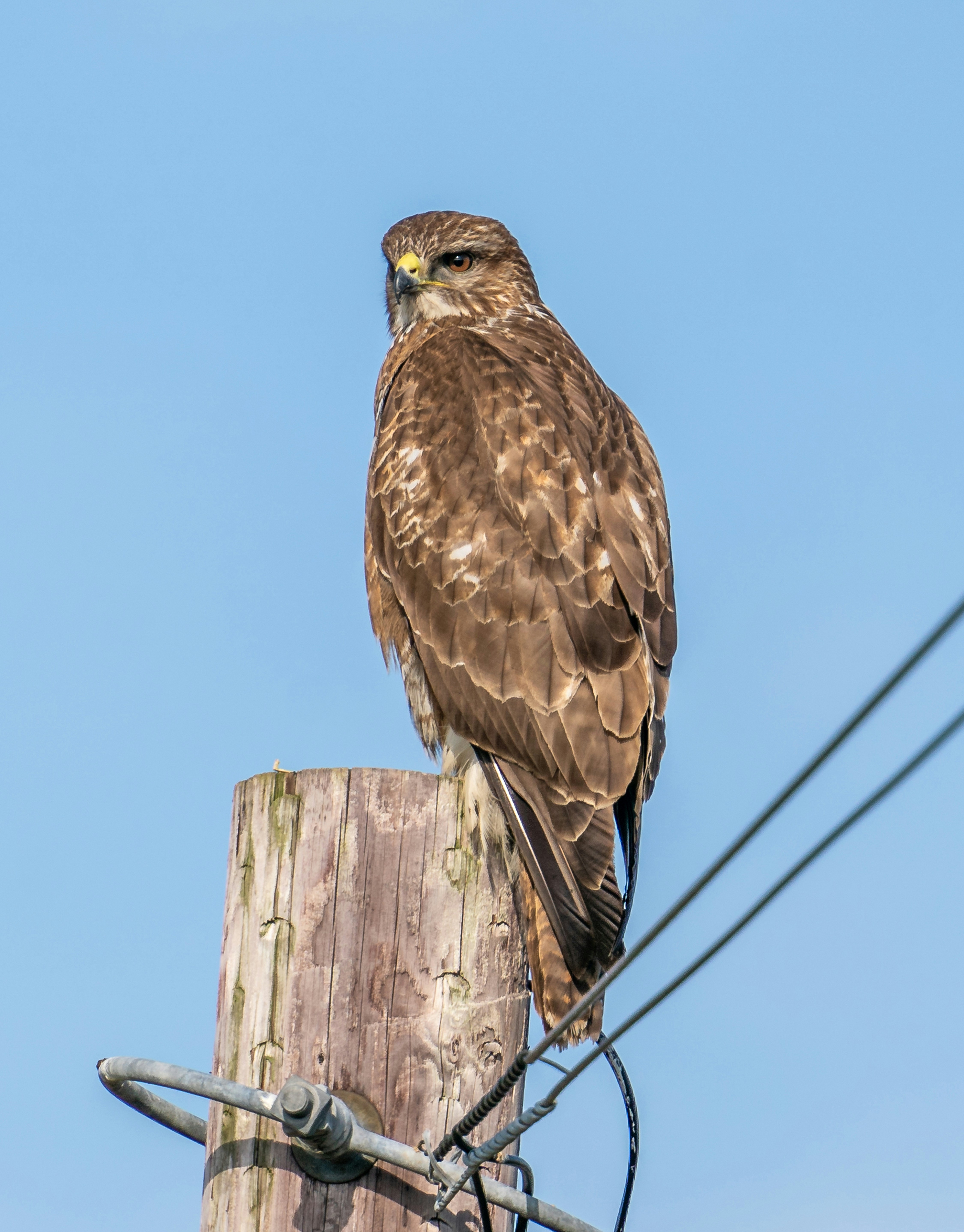 A hawk sitting on top of a wooden pole photo – Free Animal Image on ...