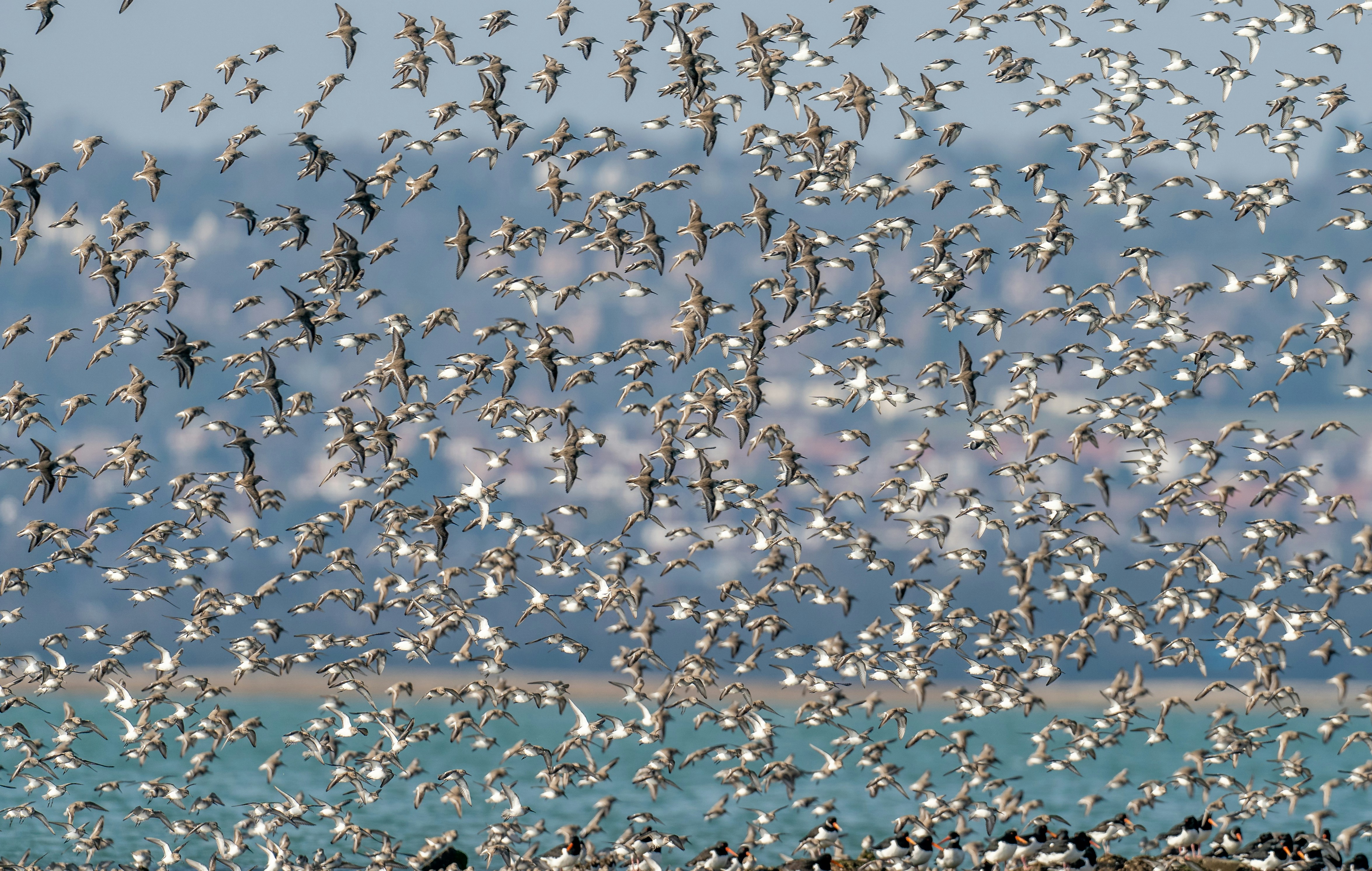 Whirl of Wings at the Coastal Horizon