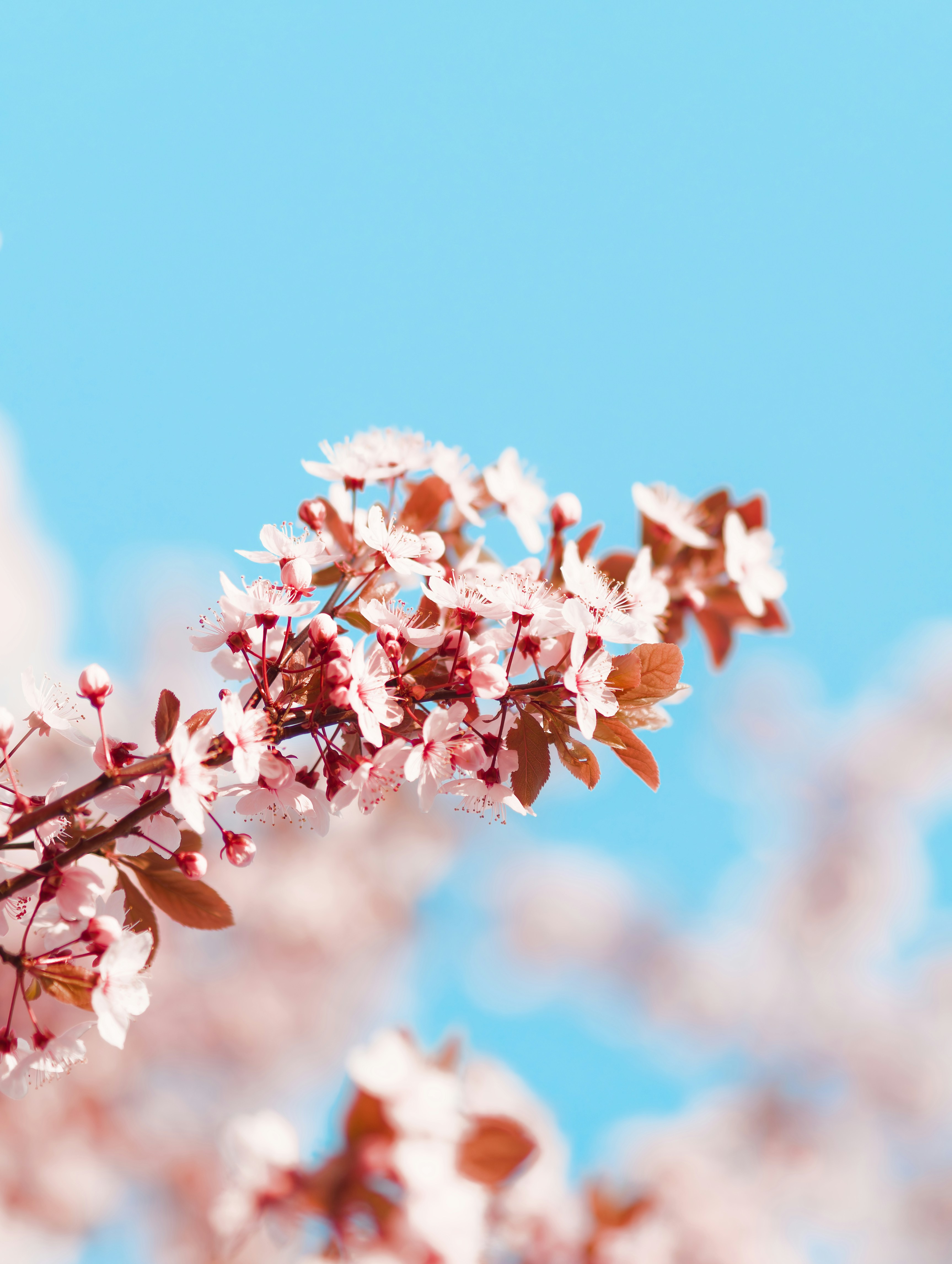 A branch of a cherry blossom tree with blue sky in the background photo ...