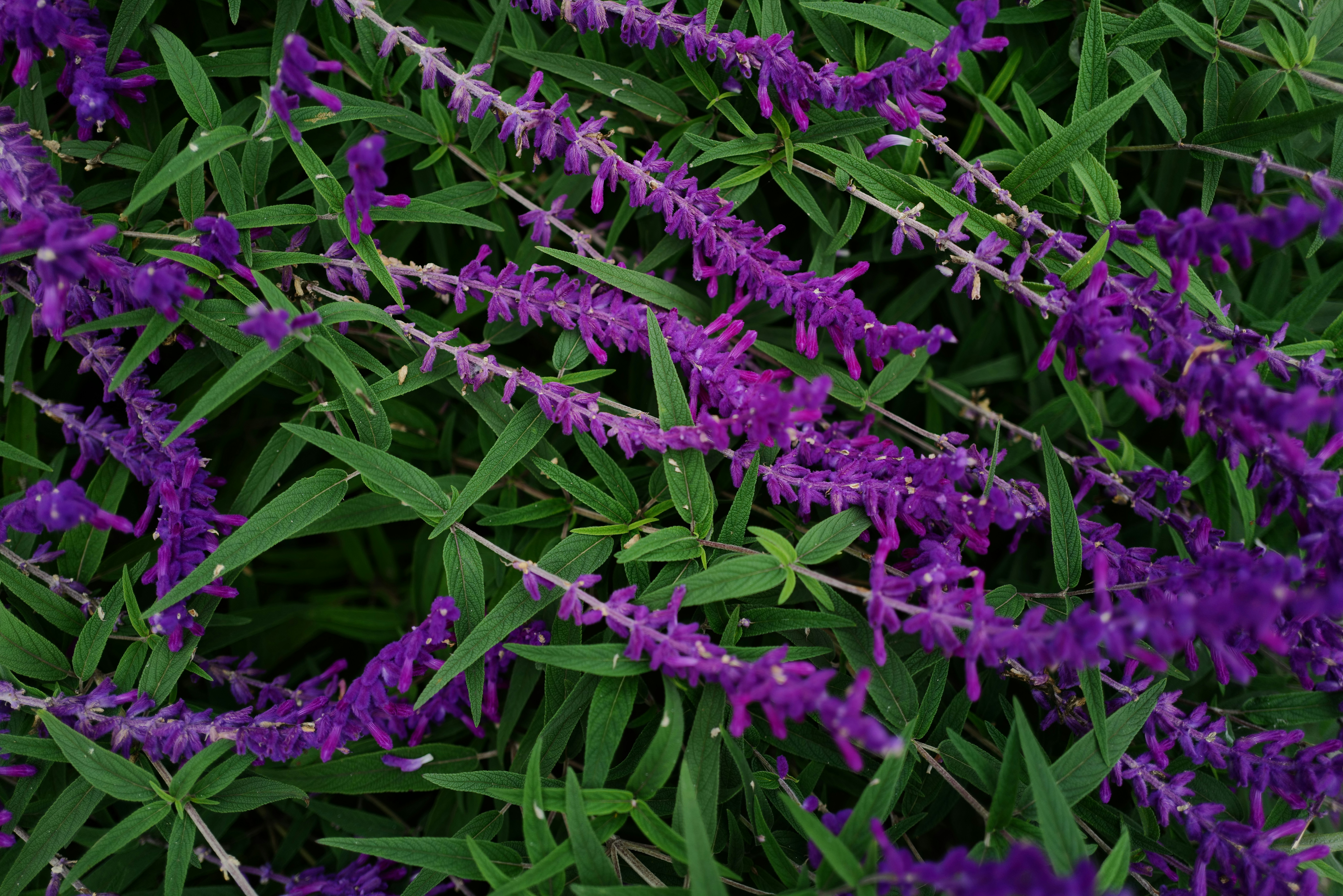 Violet Cascade in Verdant Embrace