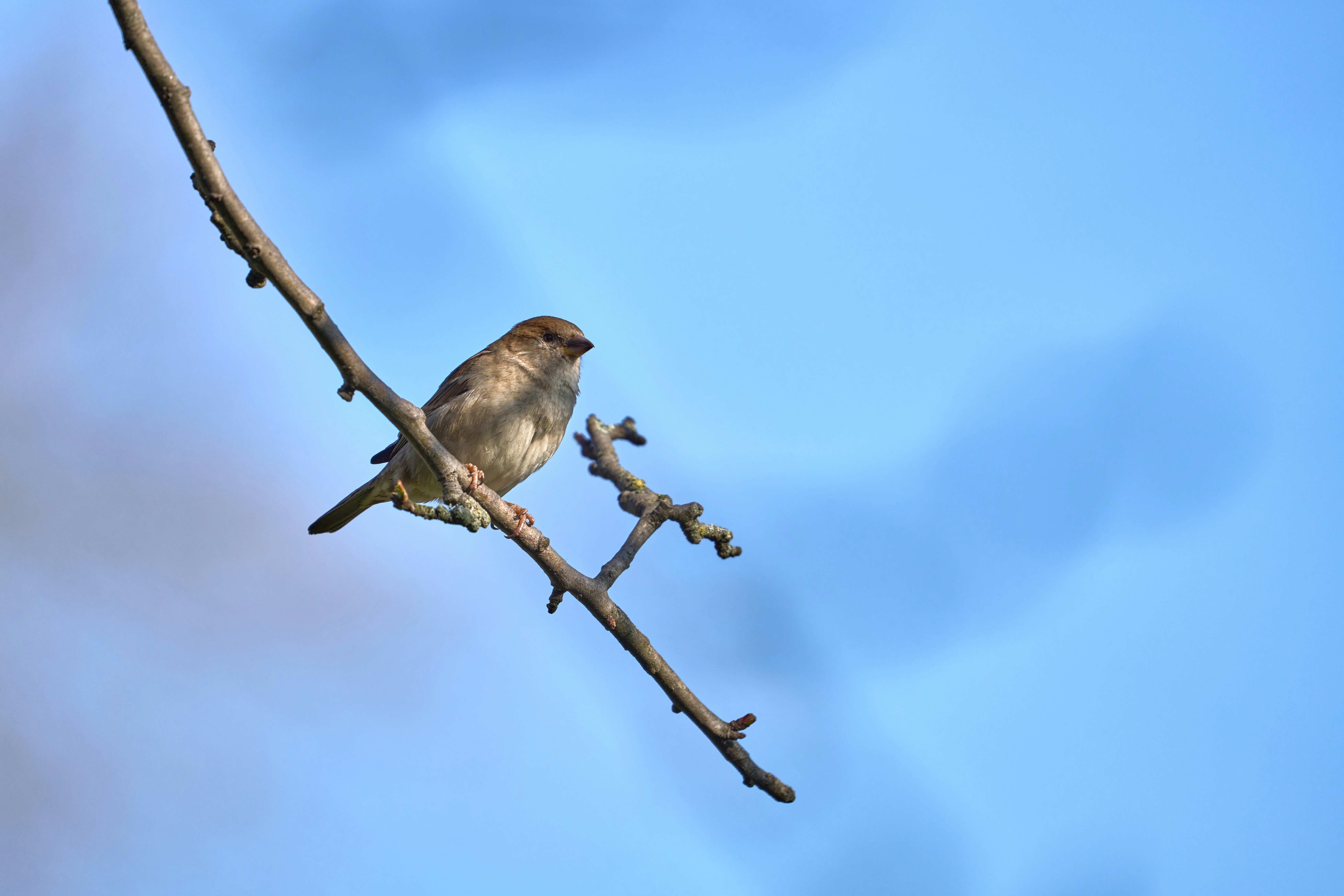 Photo by Wolfgang Hasselmann with Sony Alpha 7 IV