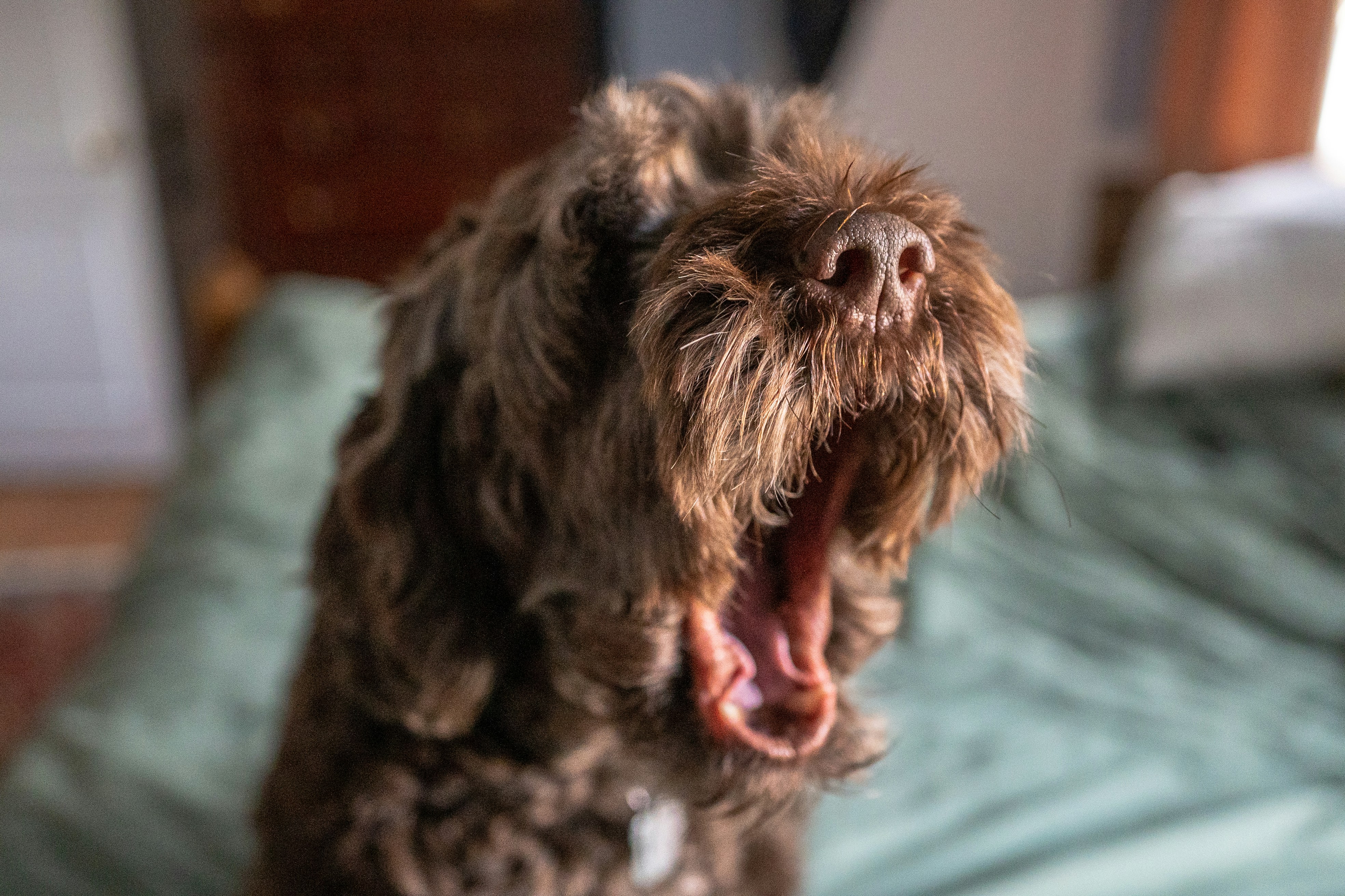 Close-Up Yawn: A Wiry Brown Terrier in Cozy Indoor Light