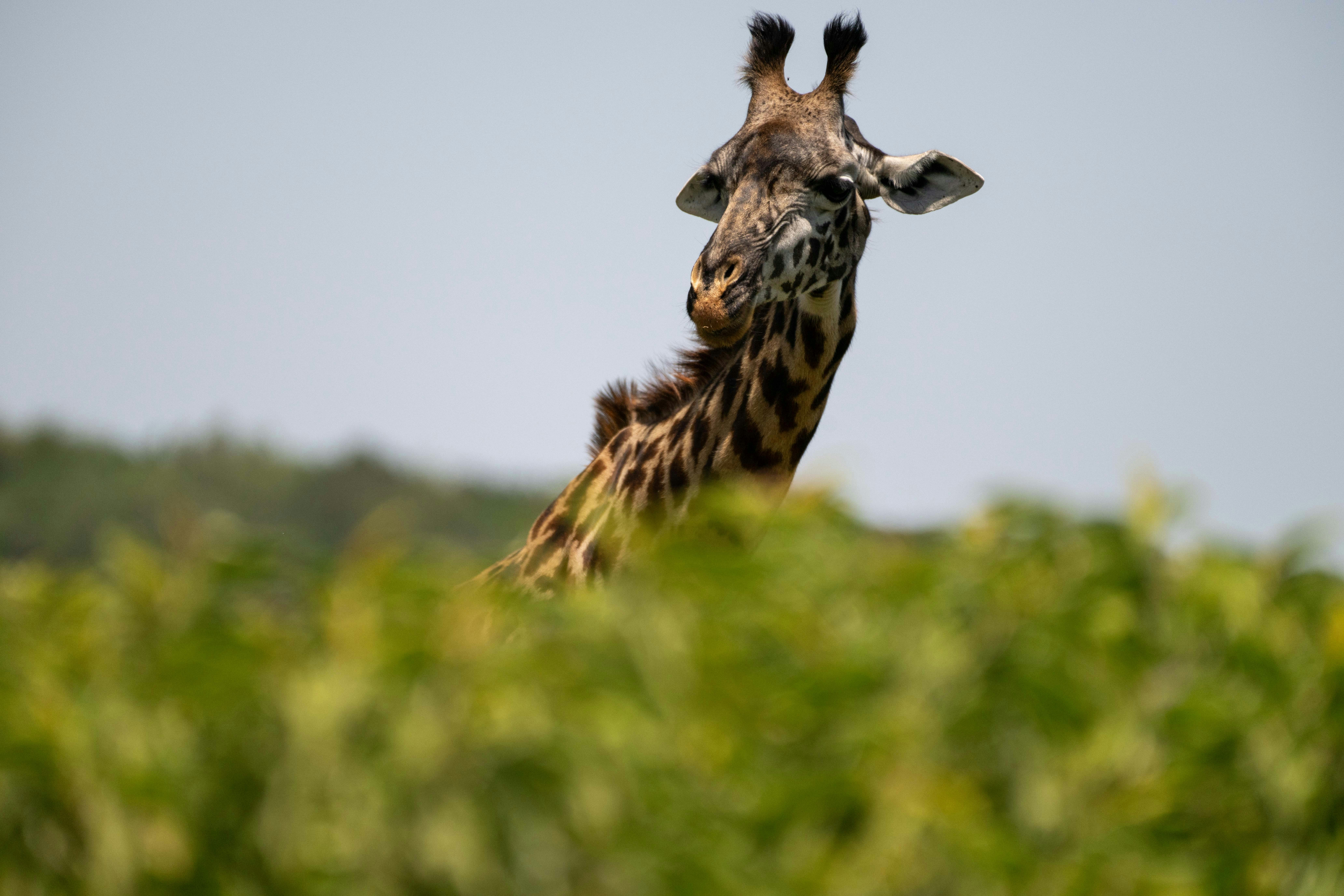 Giraffe peering over lush green foliage in Arusha, Tanzania.