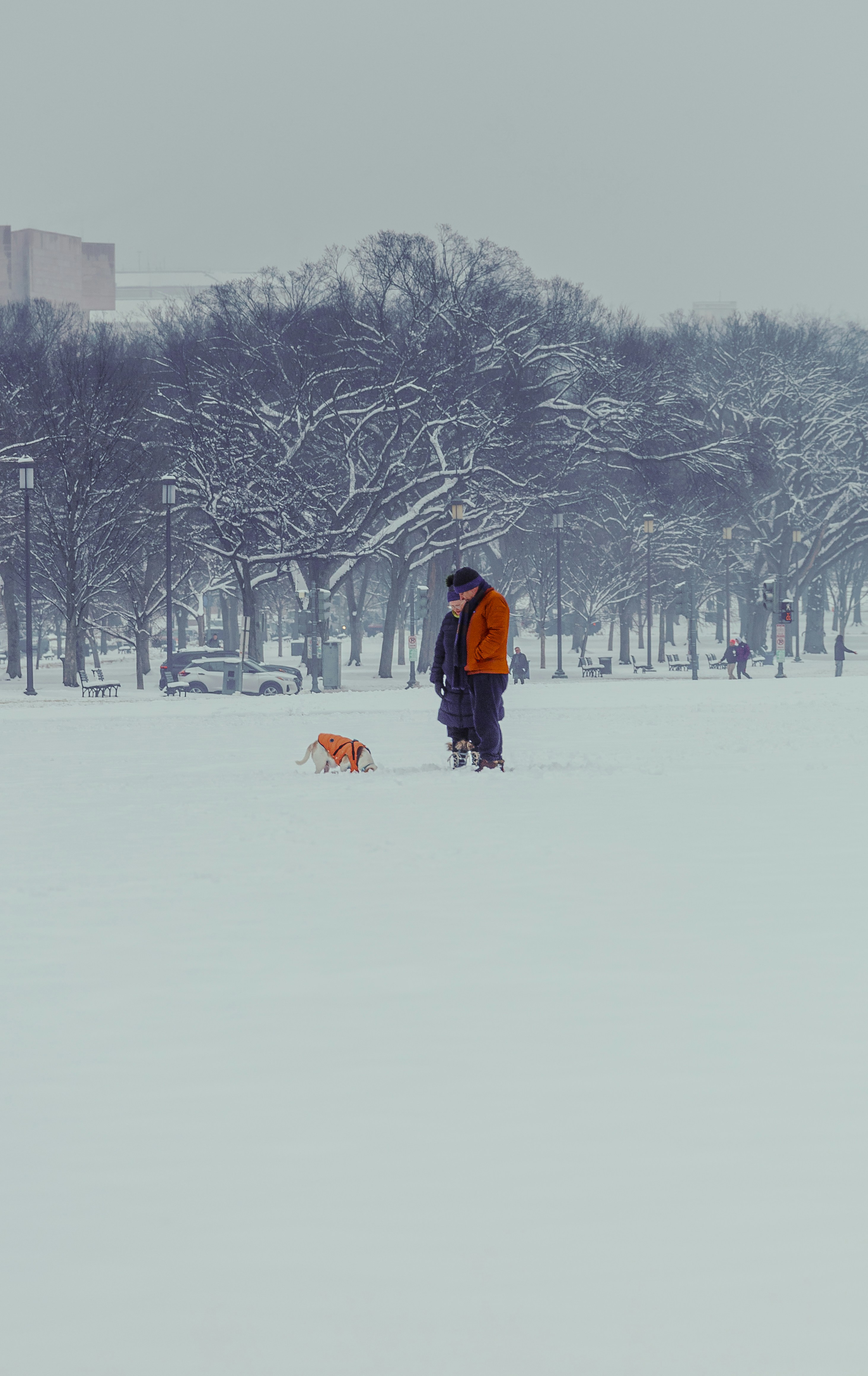 Orange in the Snow: A Quiet Moment in the Park