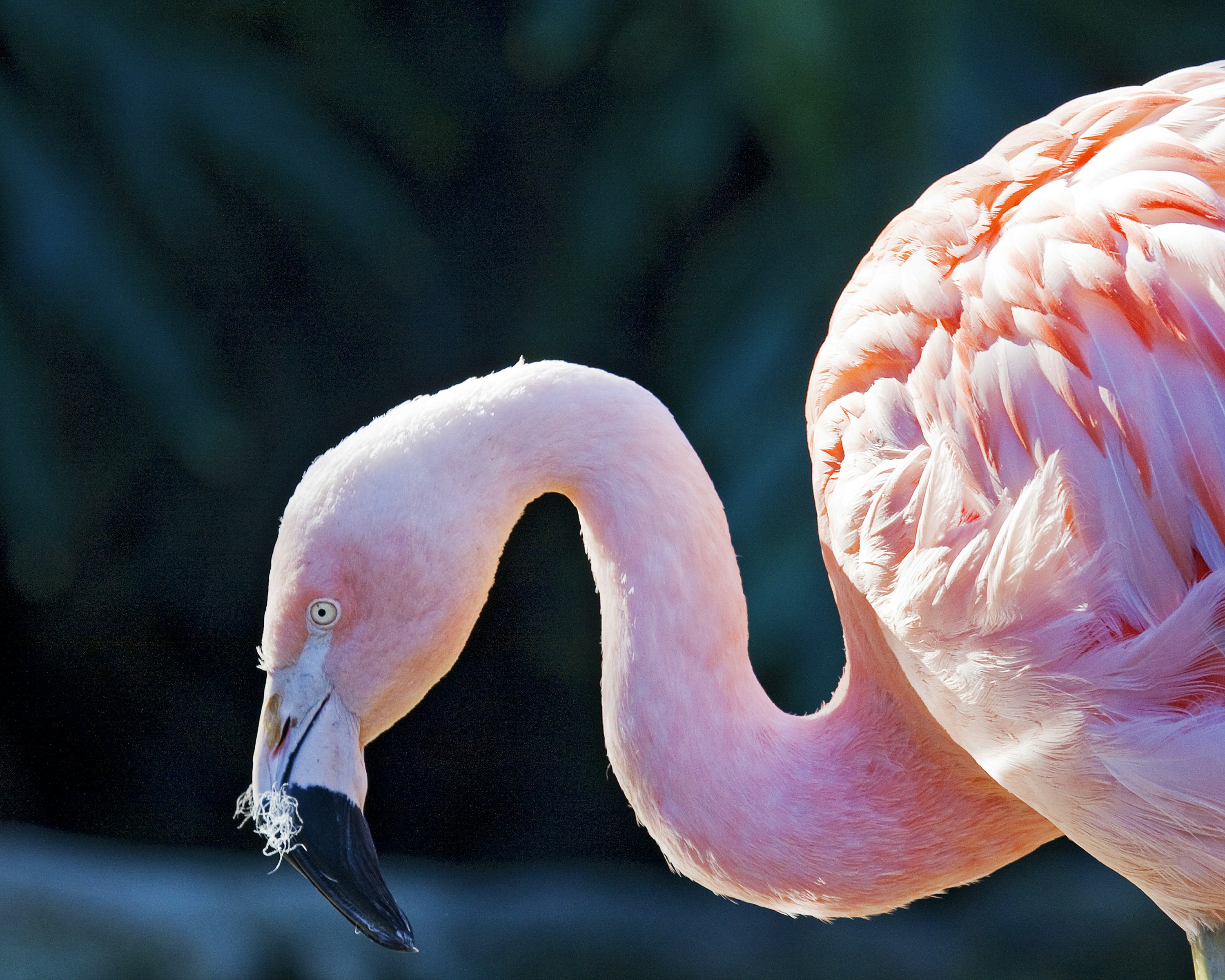Photograph of a pink flamingo with a graceful curved neck against a dark, blurred background. A small twig is clutched in its beak.