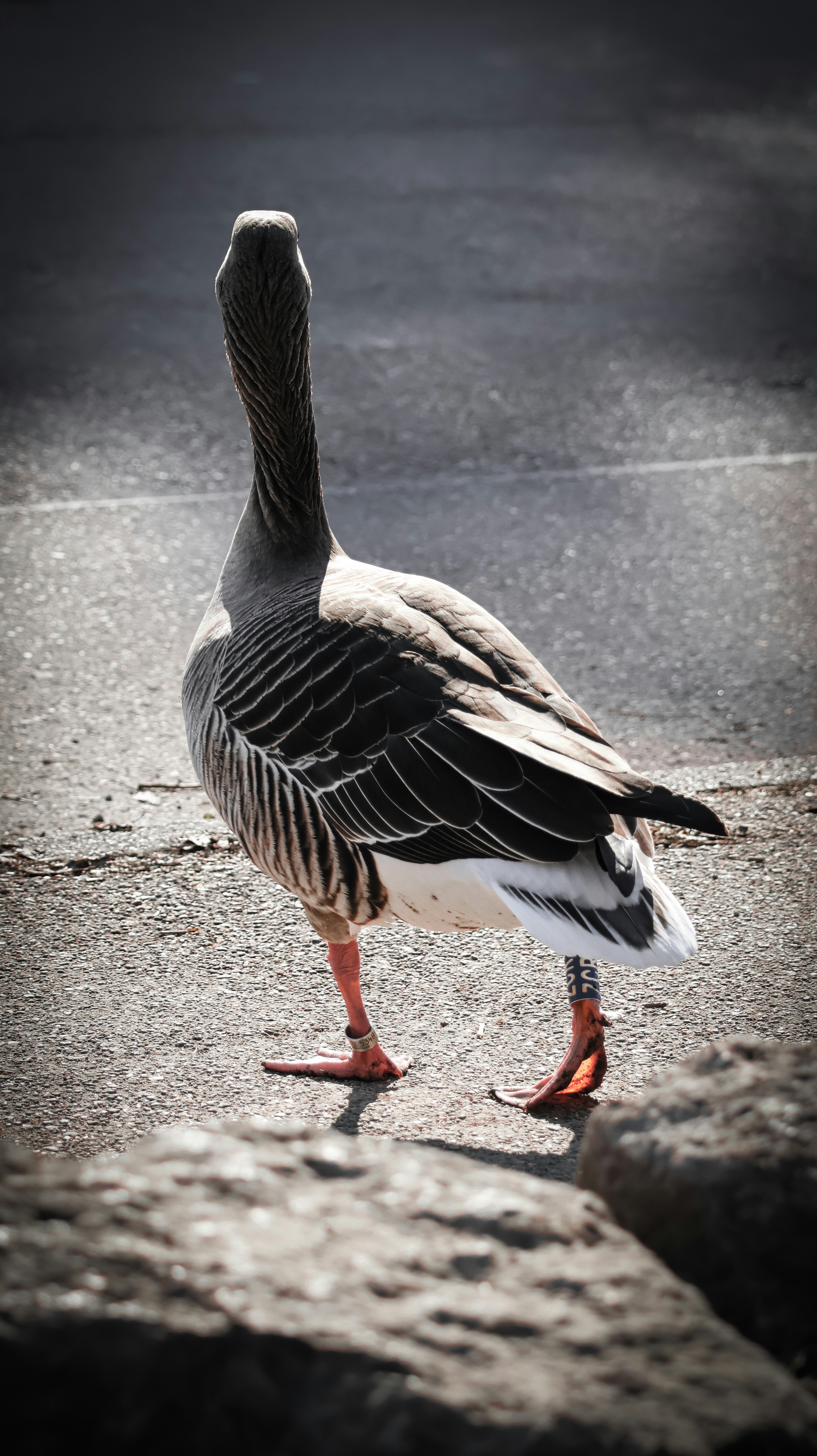 Stride and Stripe: A Banded Goose on a Quiet Asphalt Stage