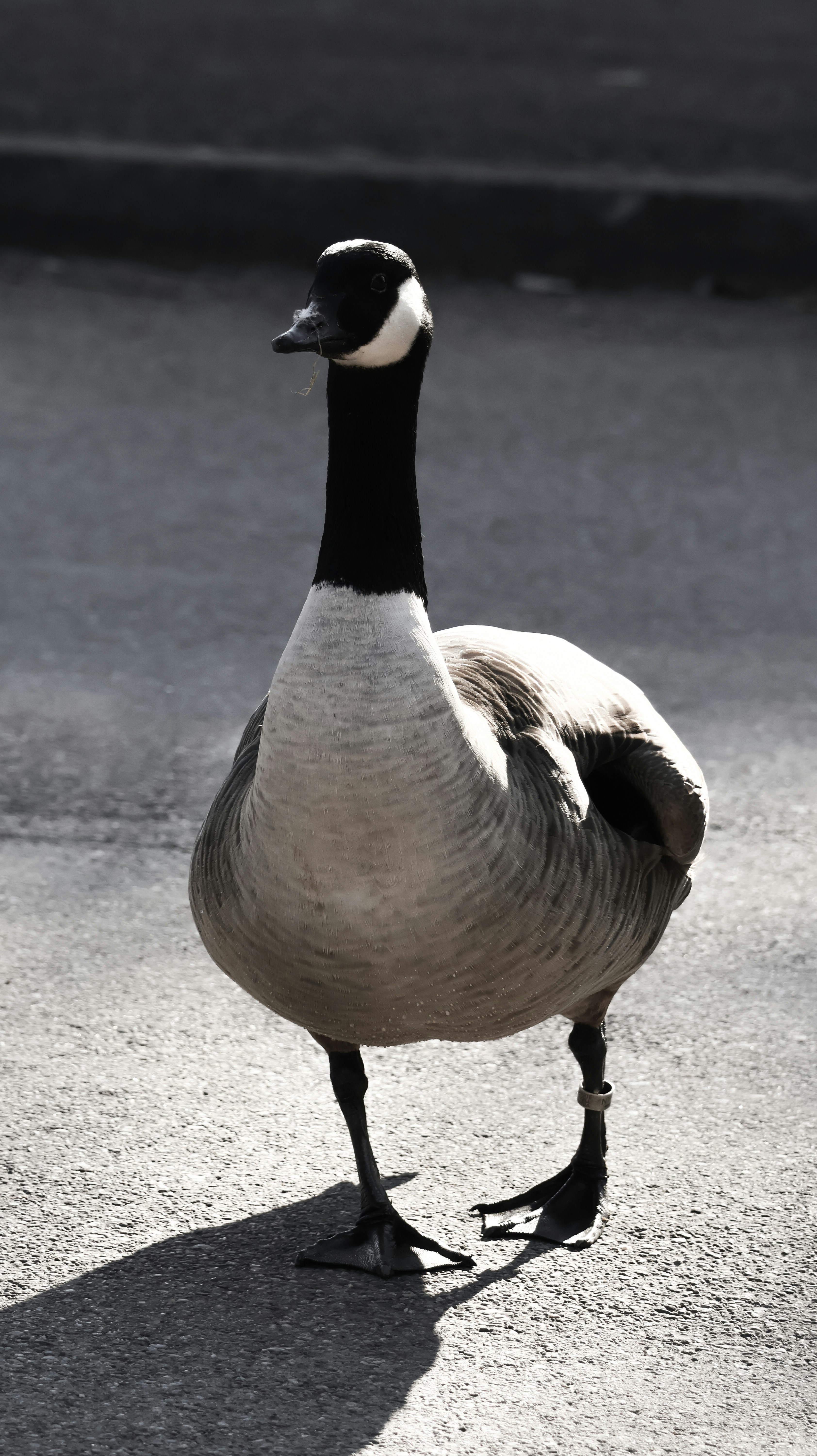 Onyx-Neck Sentinel: A Canada Goose on a Quiet Asphalt