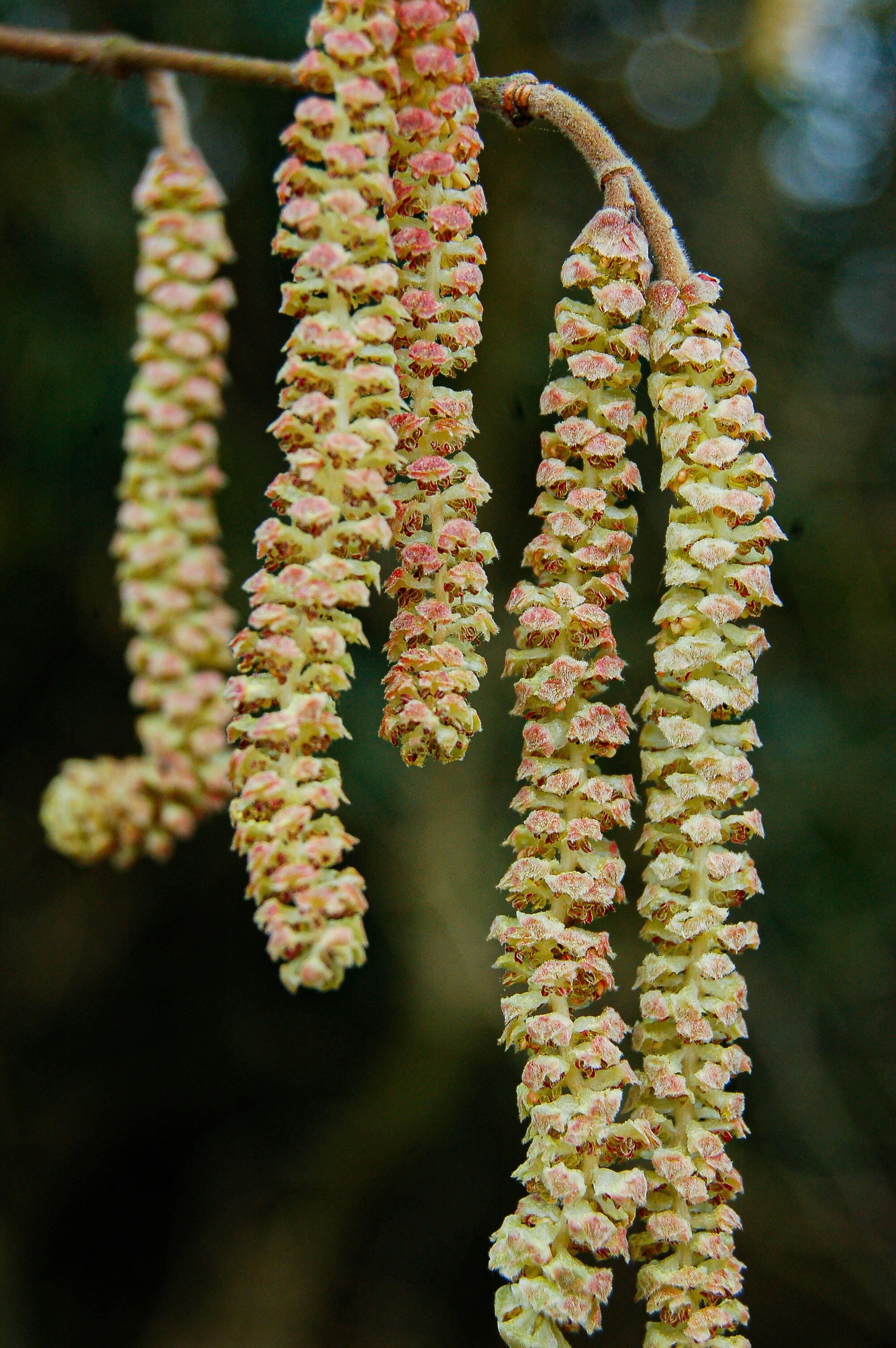Pastel Catkins: Delicate Dangles in a Quiet Garden
