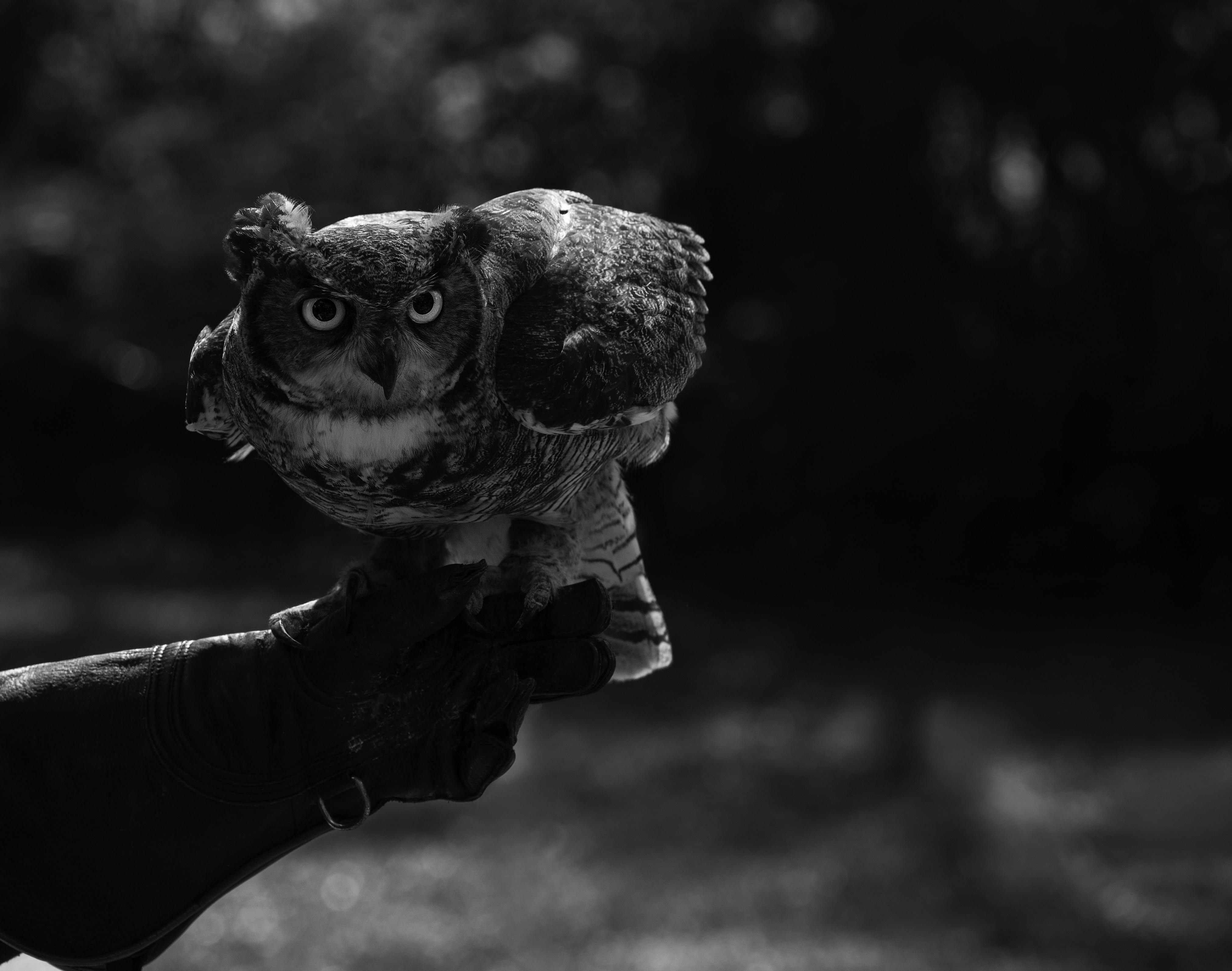 Nocturnal Sentinel on a Gloved Hand