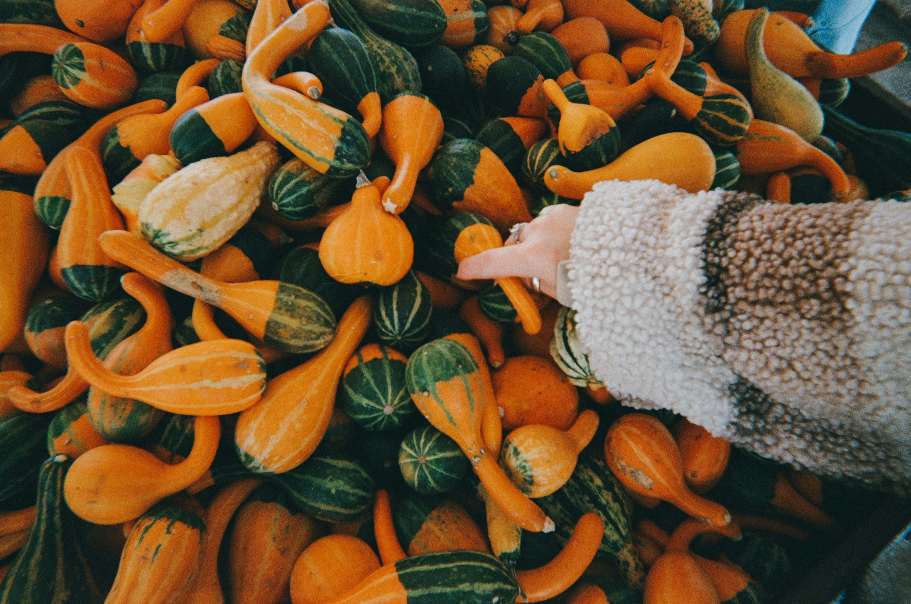 A hand reaches toward a vibrant assortment of gourds and squashes, showcasing the rich textures and colors of autumn produce.