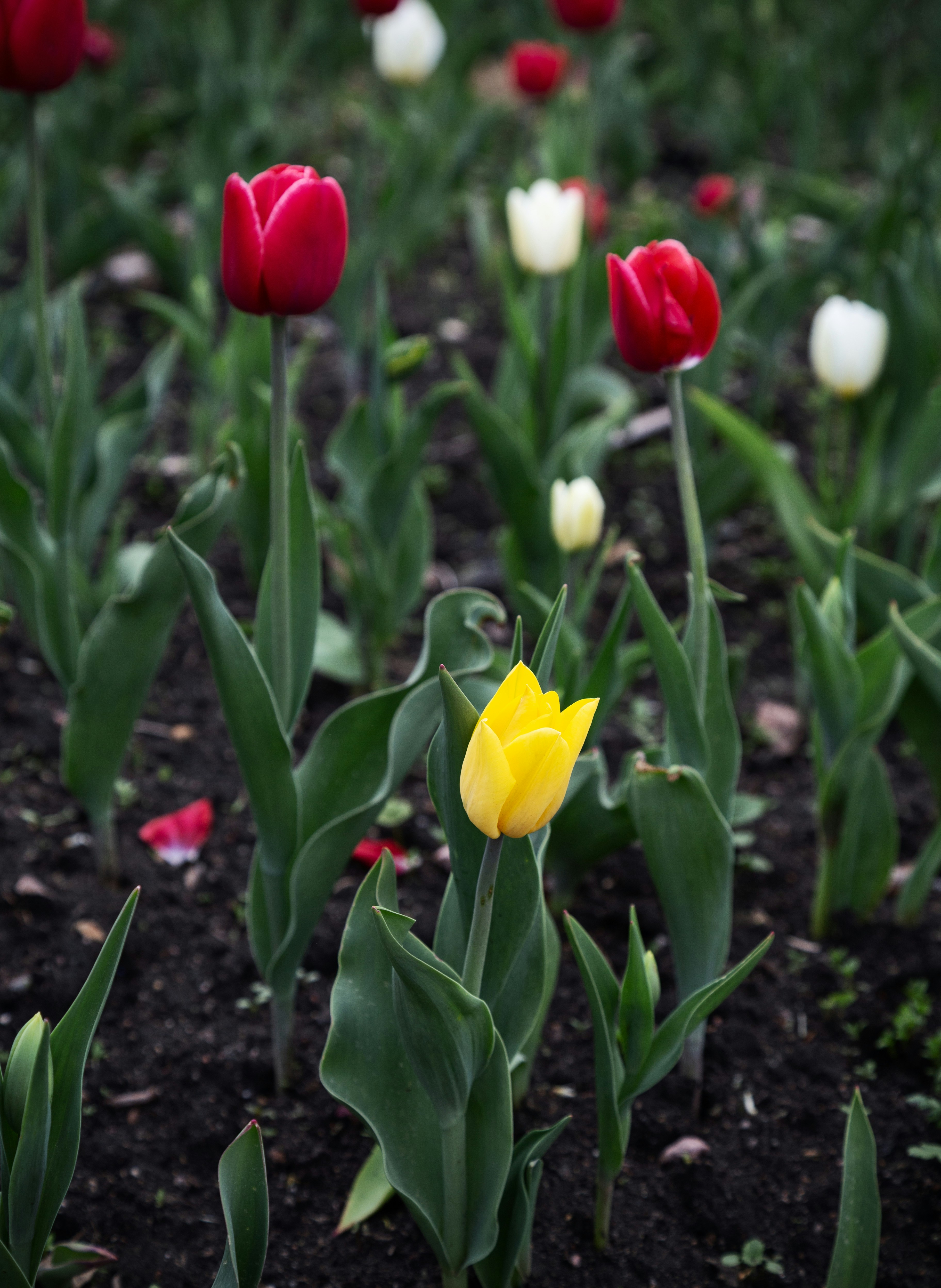 Single Yellow Tulip Commands the Foreground Among Red and White Blooms