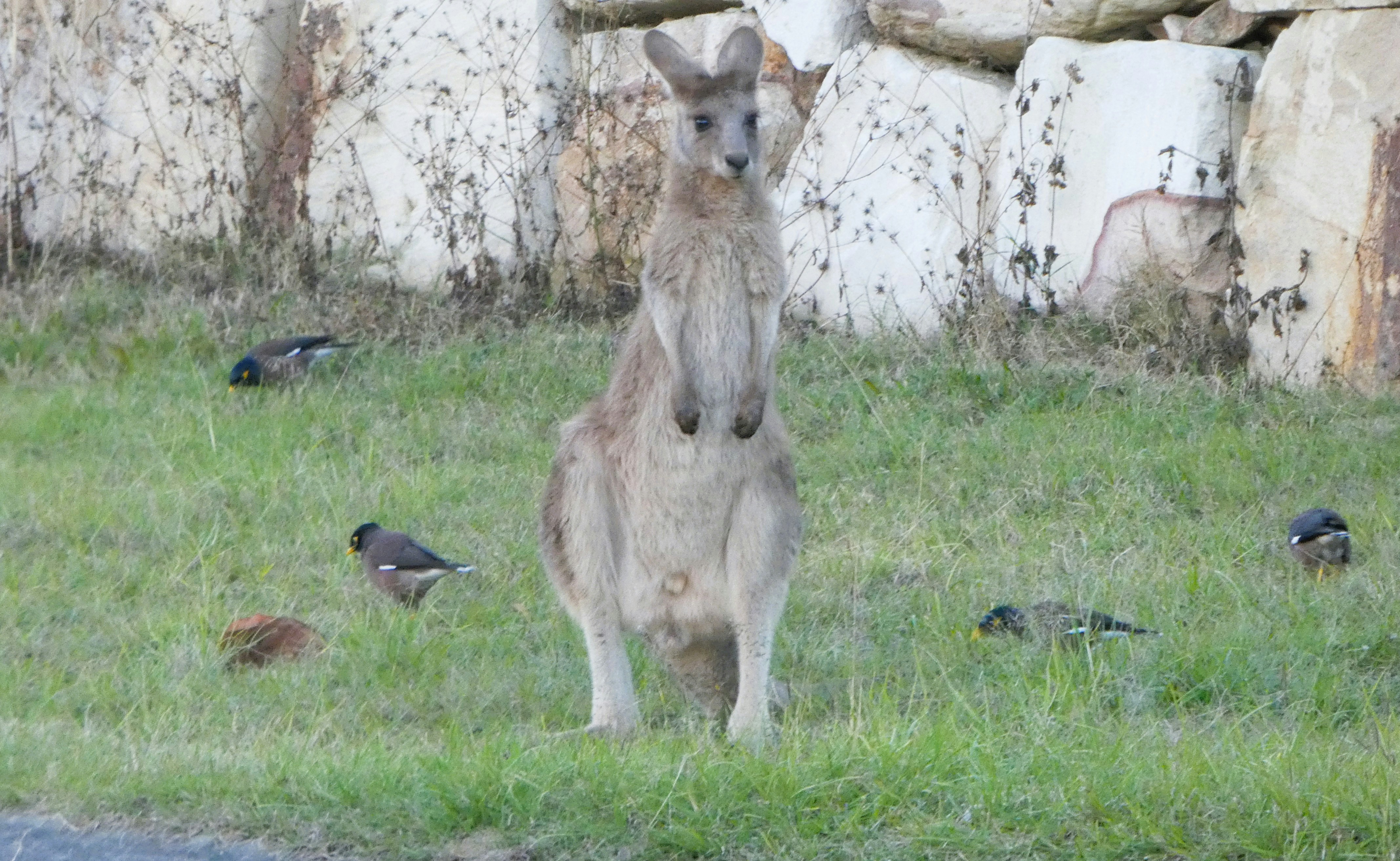 Watchful Kangaroo in a Quiet Yard as Magpies Audit the Perimeter