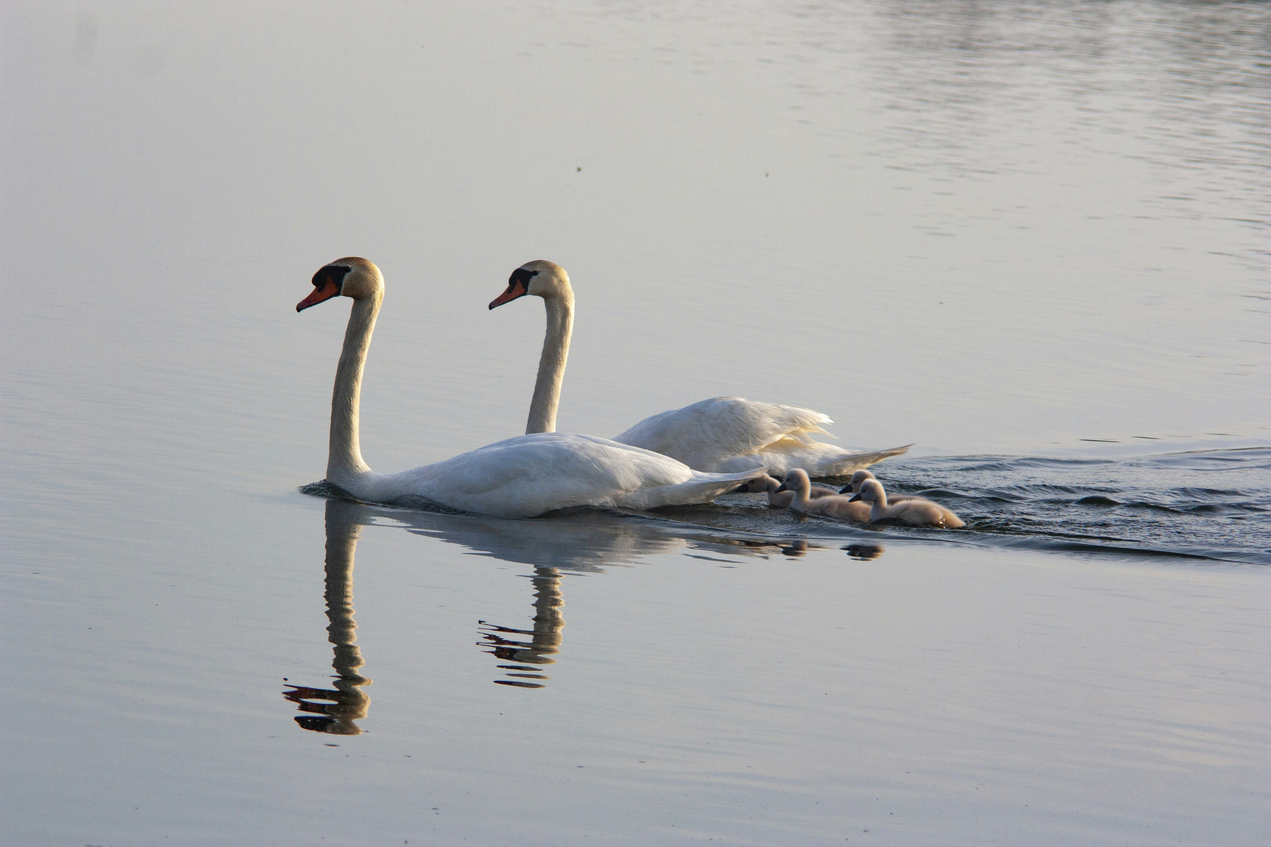 Two elegant swans swim gracefully on a calm lake, accompanied by their adorable cygnets. The scene reflects tranquility and the beauty of nature.