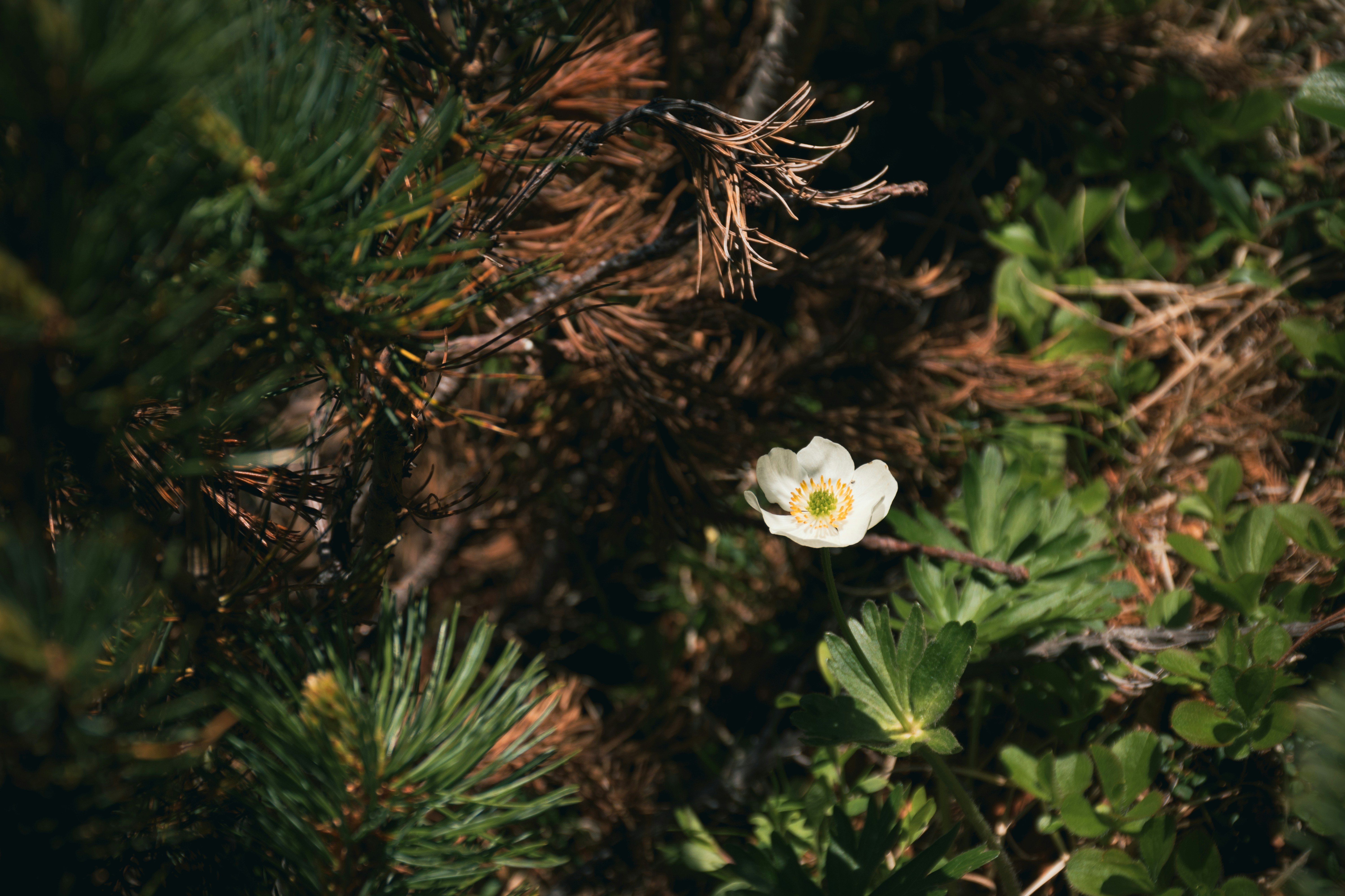 A small white flower sitting on top of a lush green forest