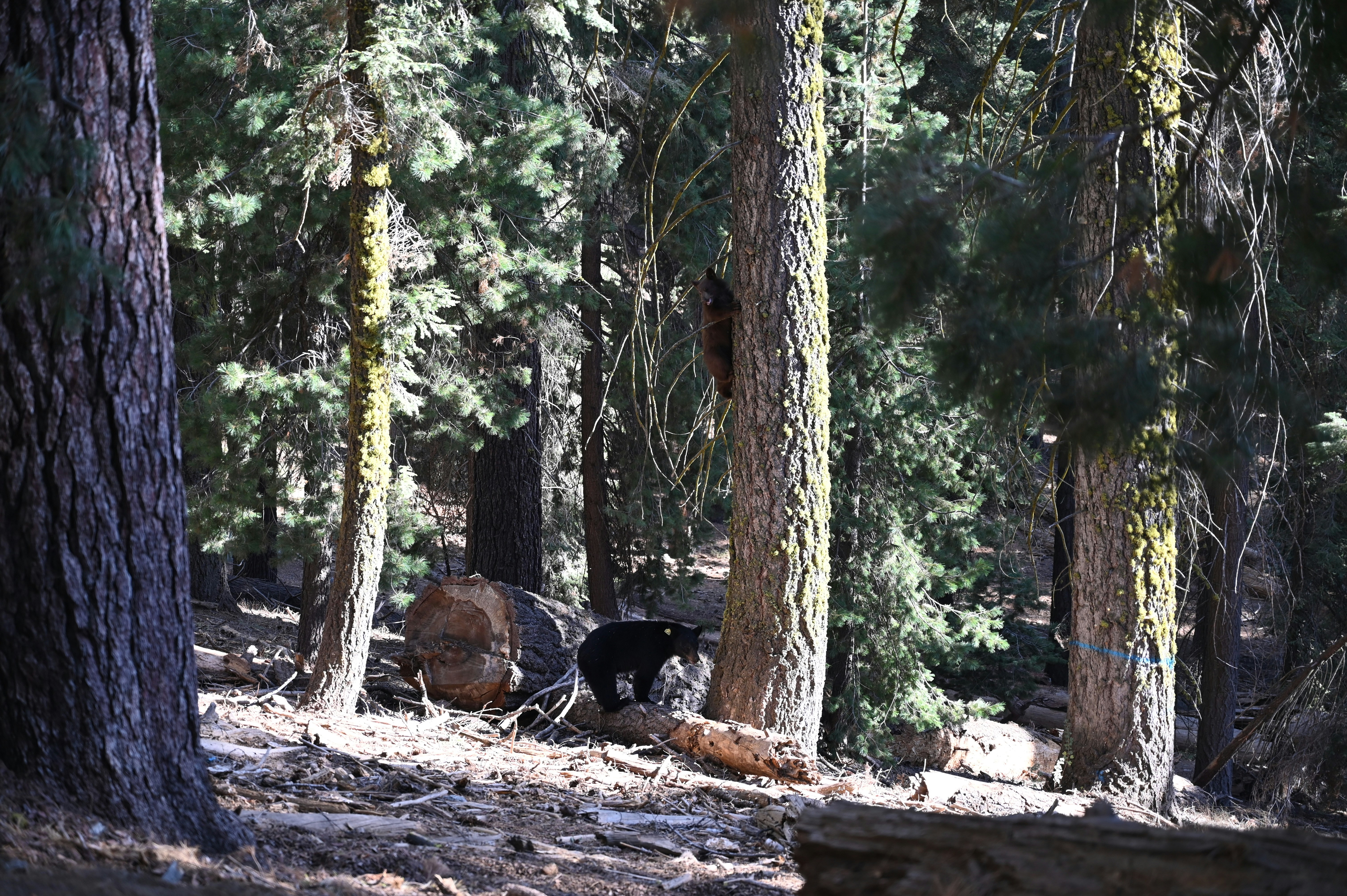 A couple of bears walking through a forest photo – Free Usa Image on ...