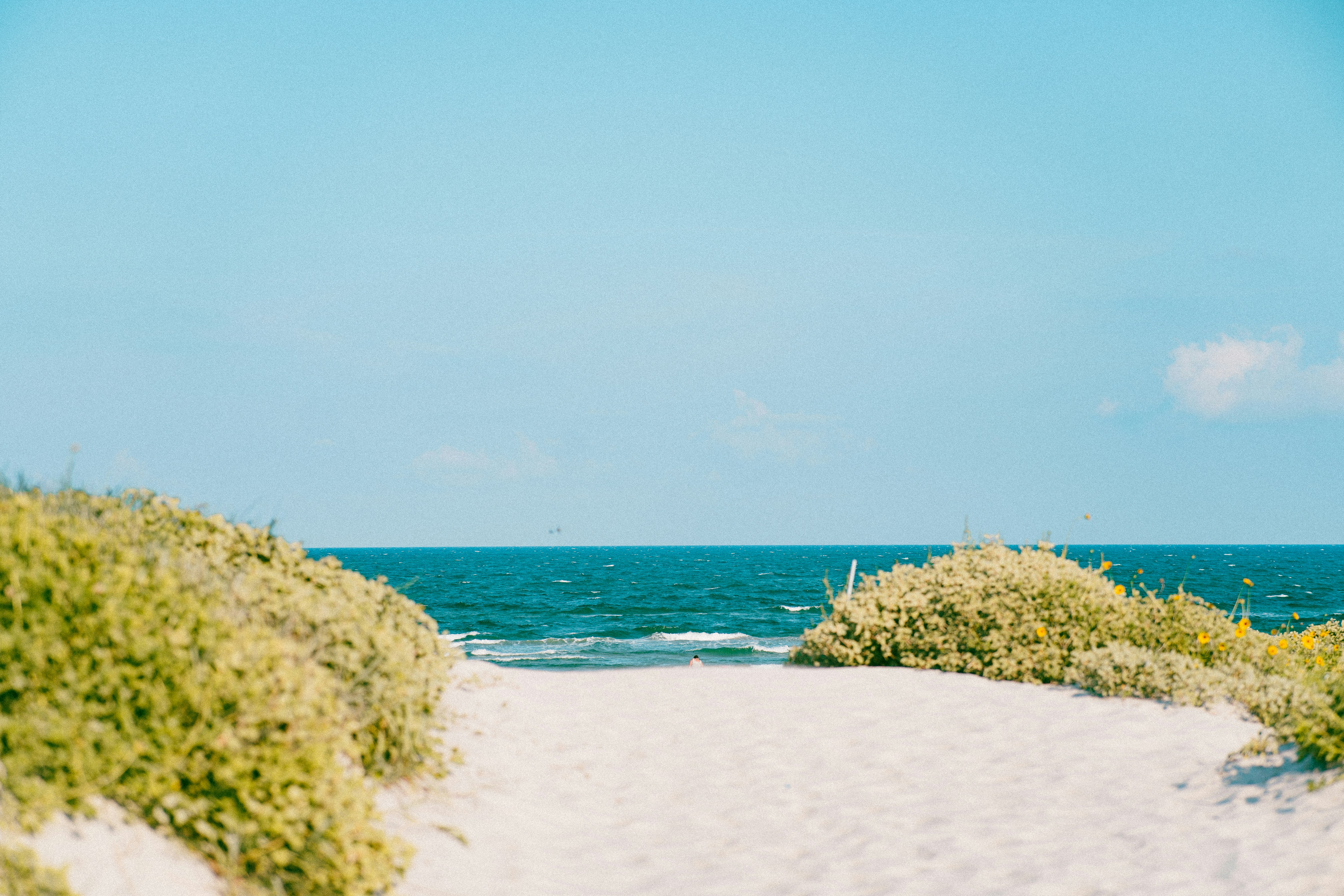 Pathway through white sand dunes with coastal greenery and yellow wildflowers leading to a deep blue ocean under a clear sky.