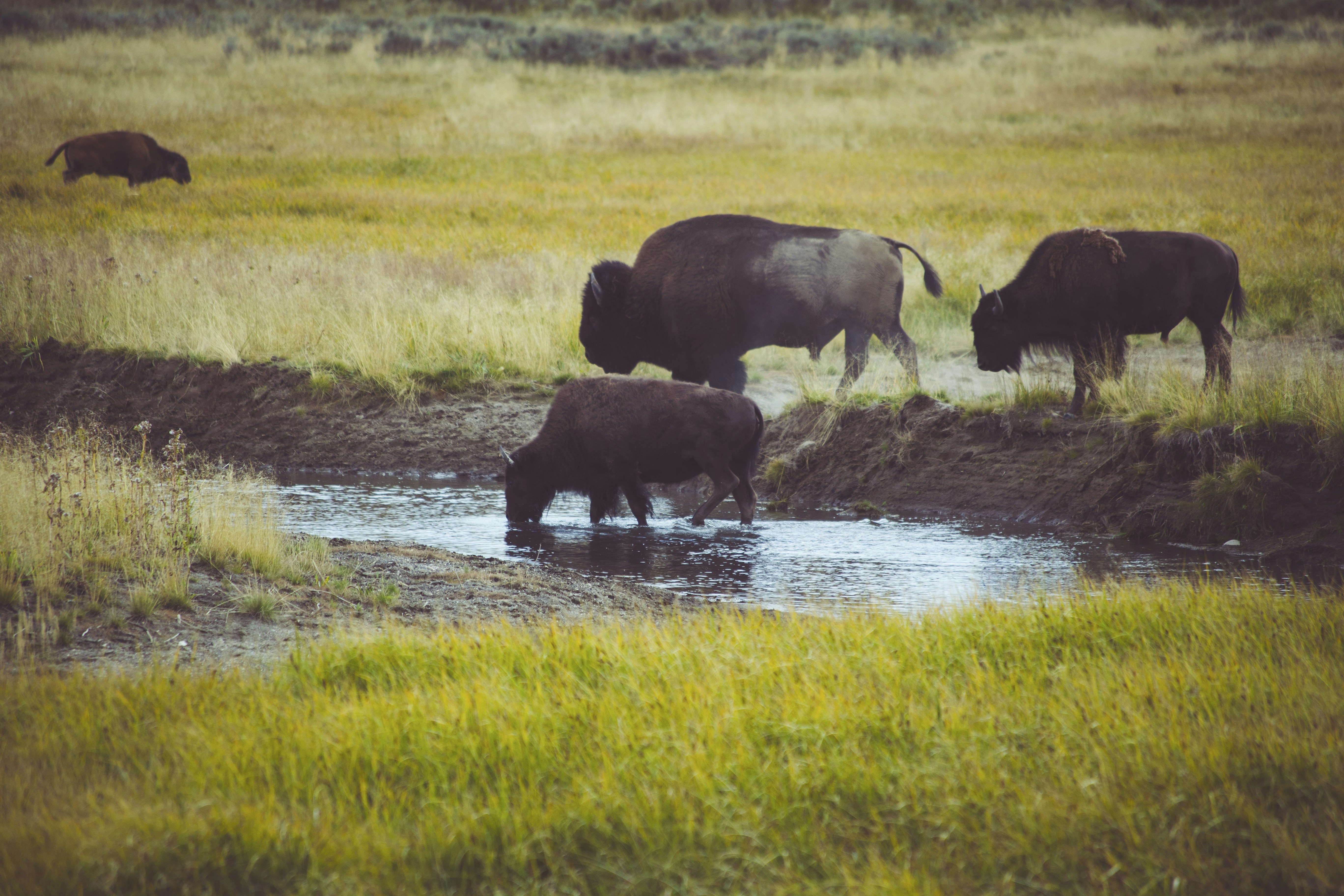 A herd of hippo standing on top of a grass covered field photo – Free ...