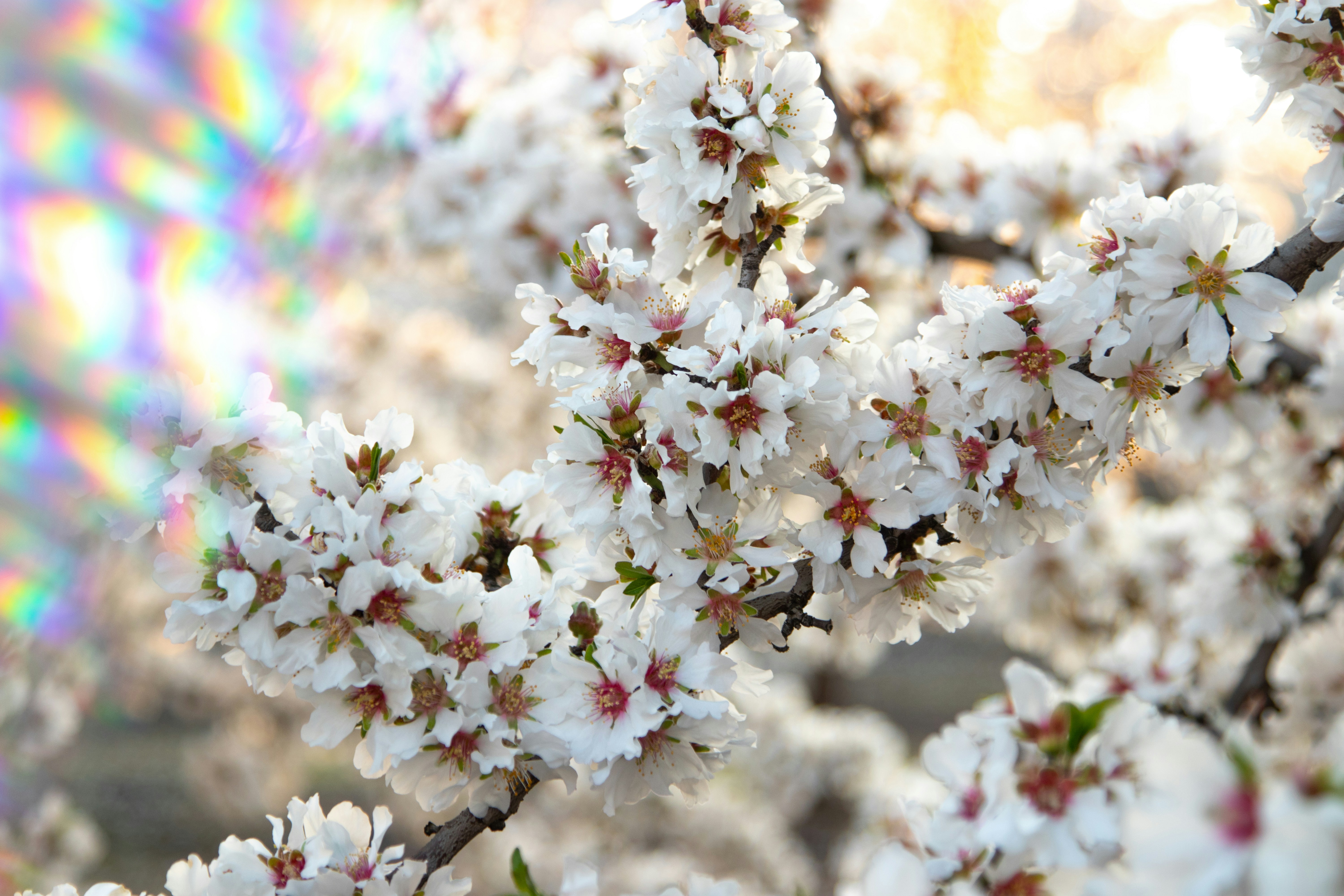 White almond blossoms with vibrant rainbow light diffraction on the left.